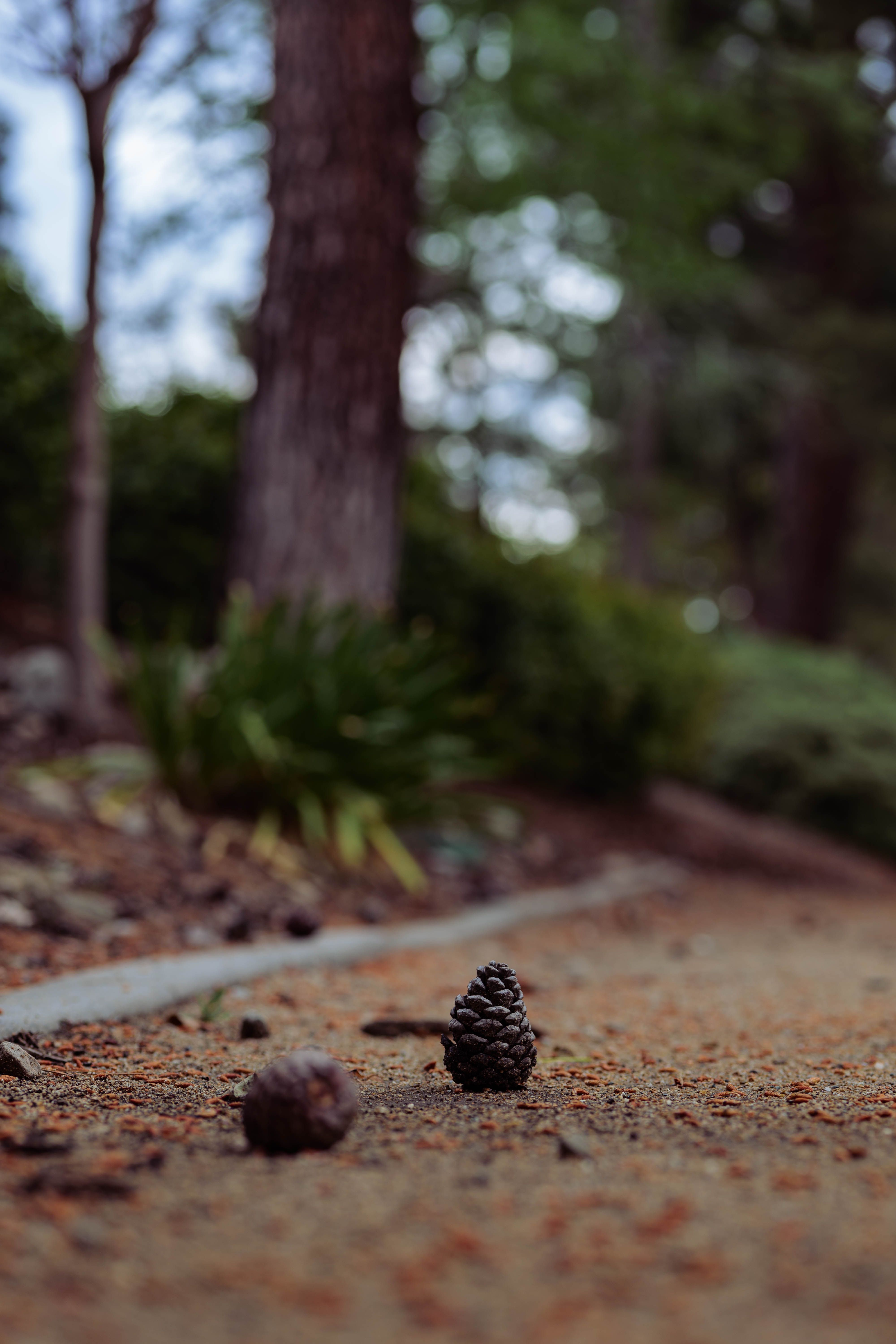 Photography of Twigs on the Ground · Free Stock Photo