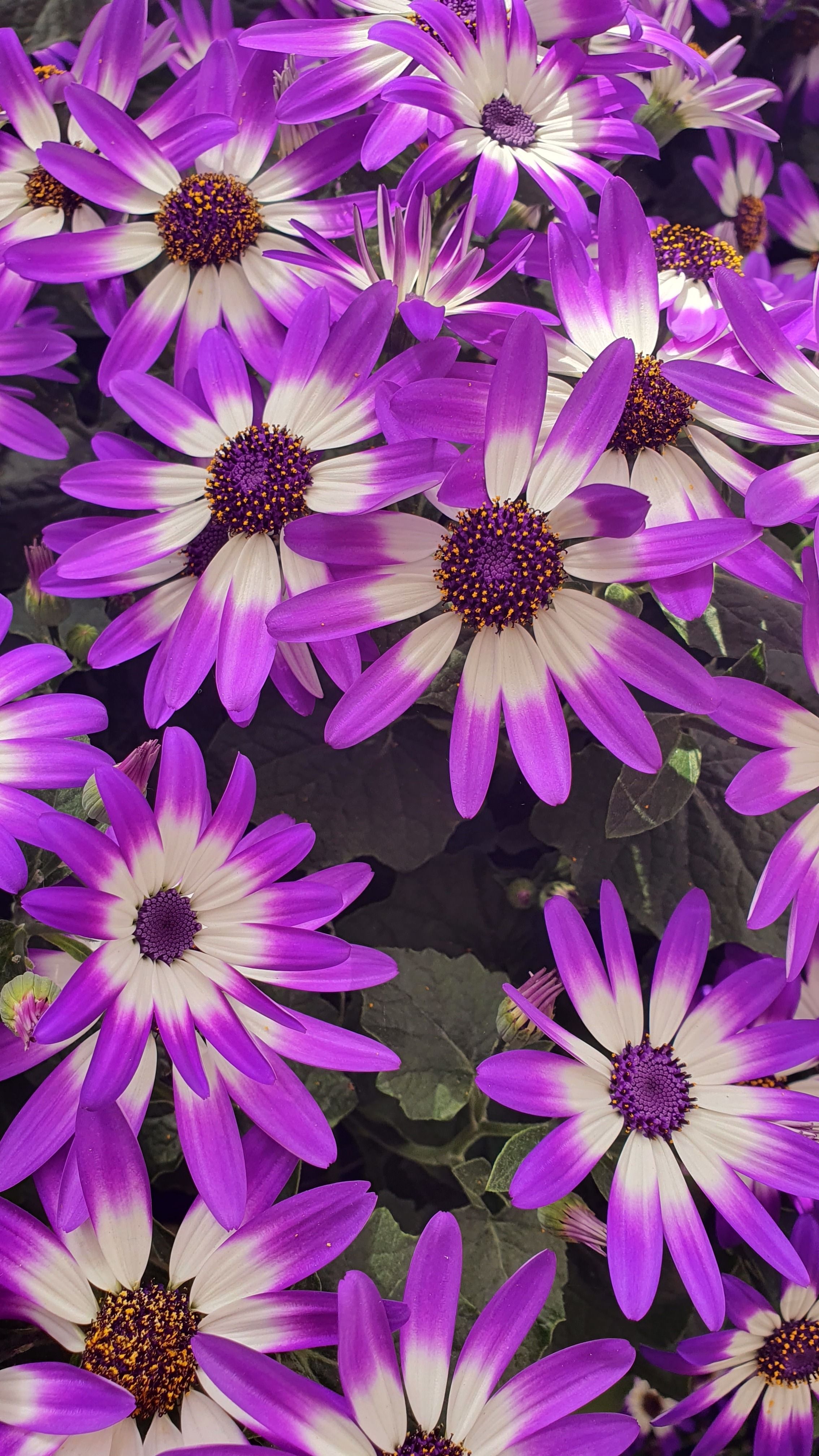 Close up of Purple Flowers · Free Stock Photo