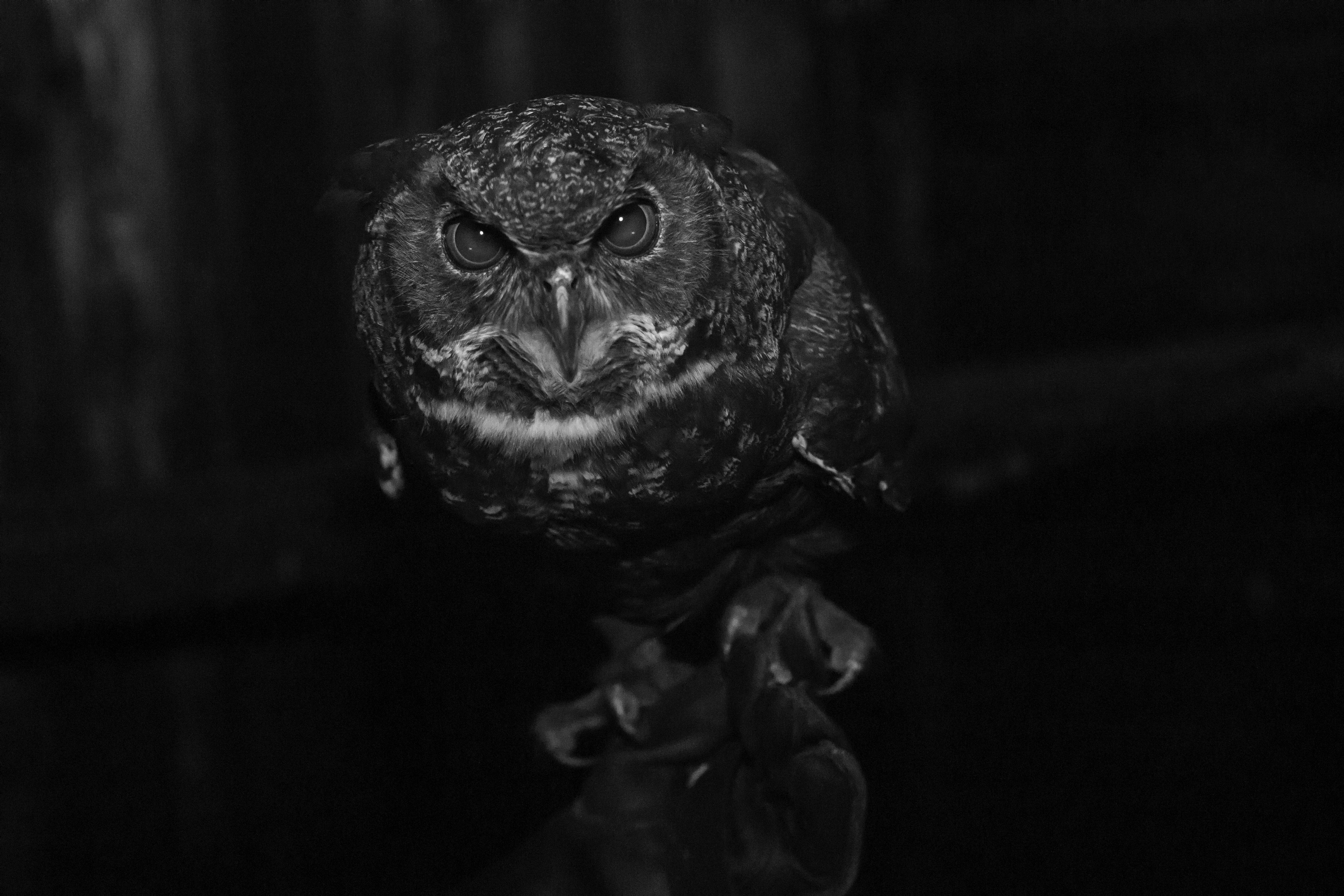 Monkey in Grayscale Photography · Free Stock Photo