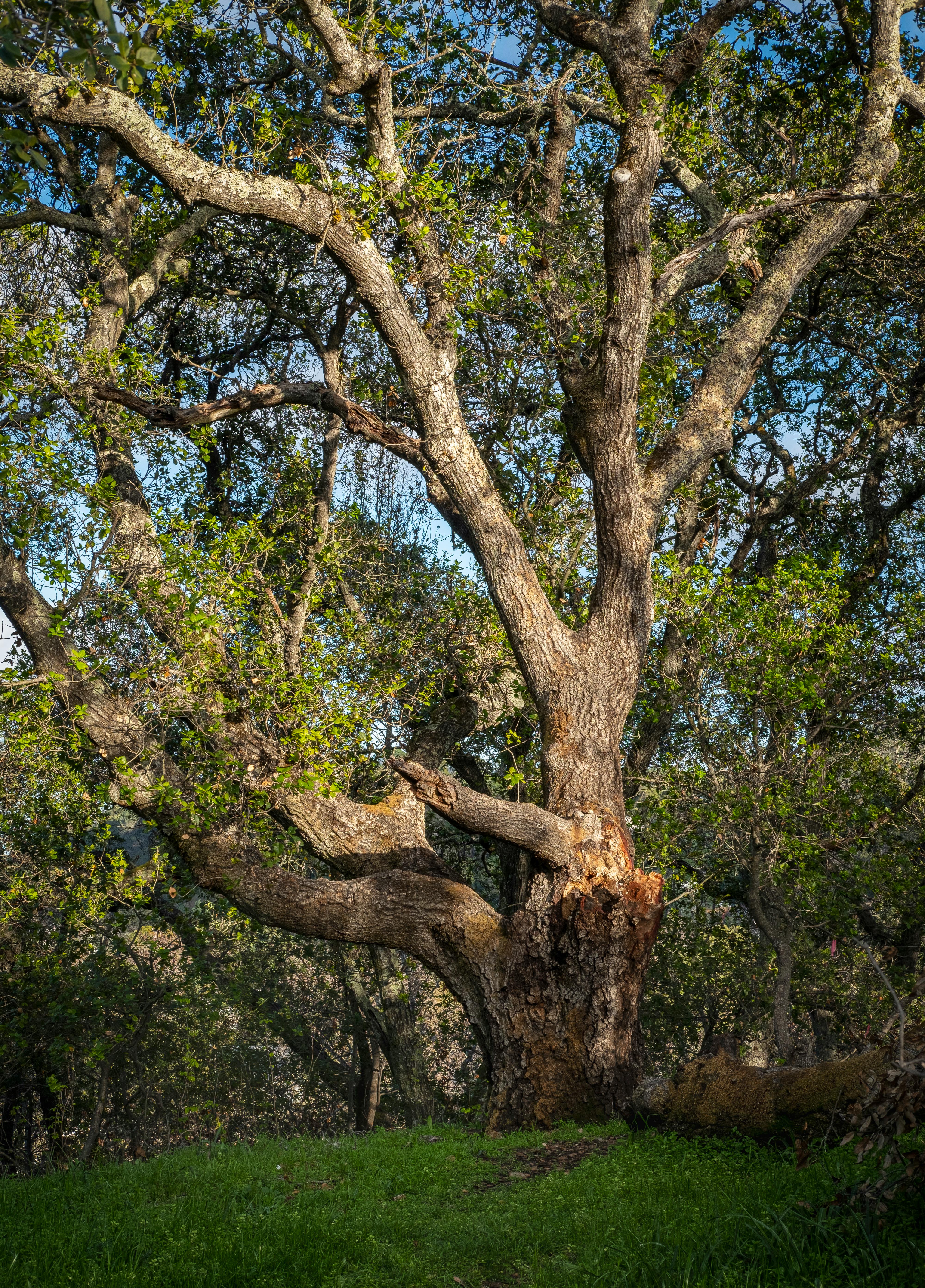 Oak Tree Species Photos, Download The BEST Free Oak Tree Species Stock ...