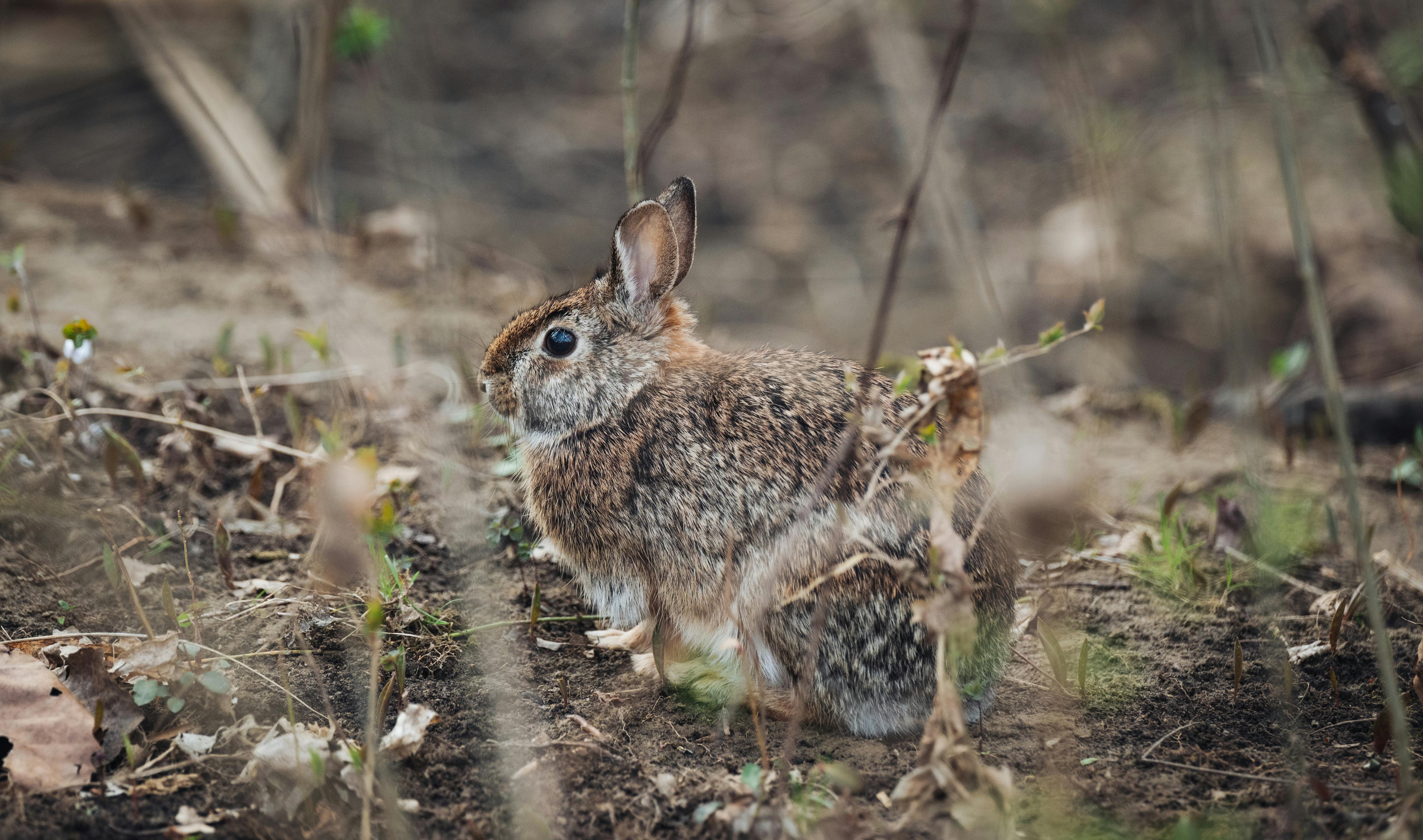 A Black and Brown Rabbit on the Ground · Free Stock Photo