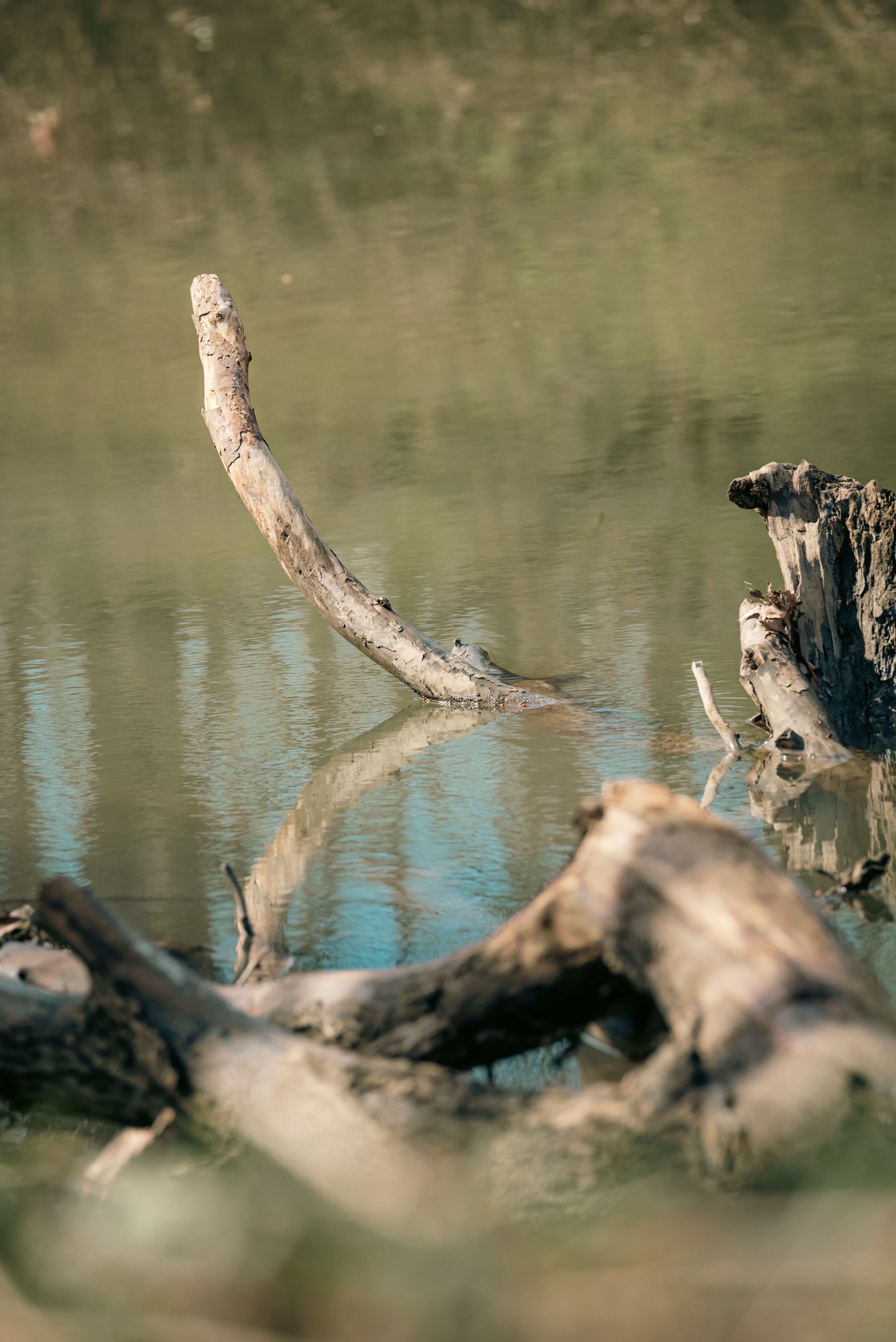 Brown Wood Log on Water · Free Stock Photo