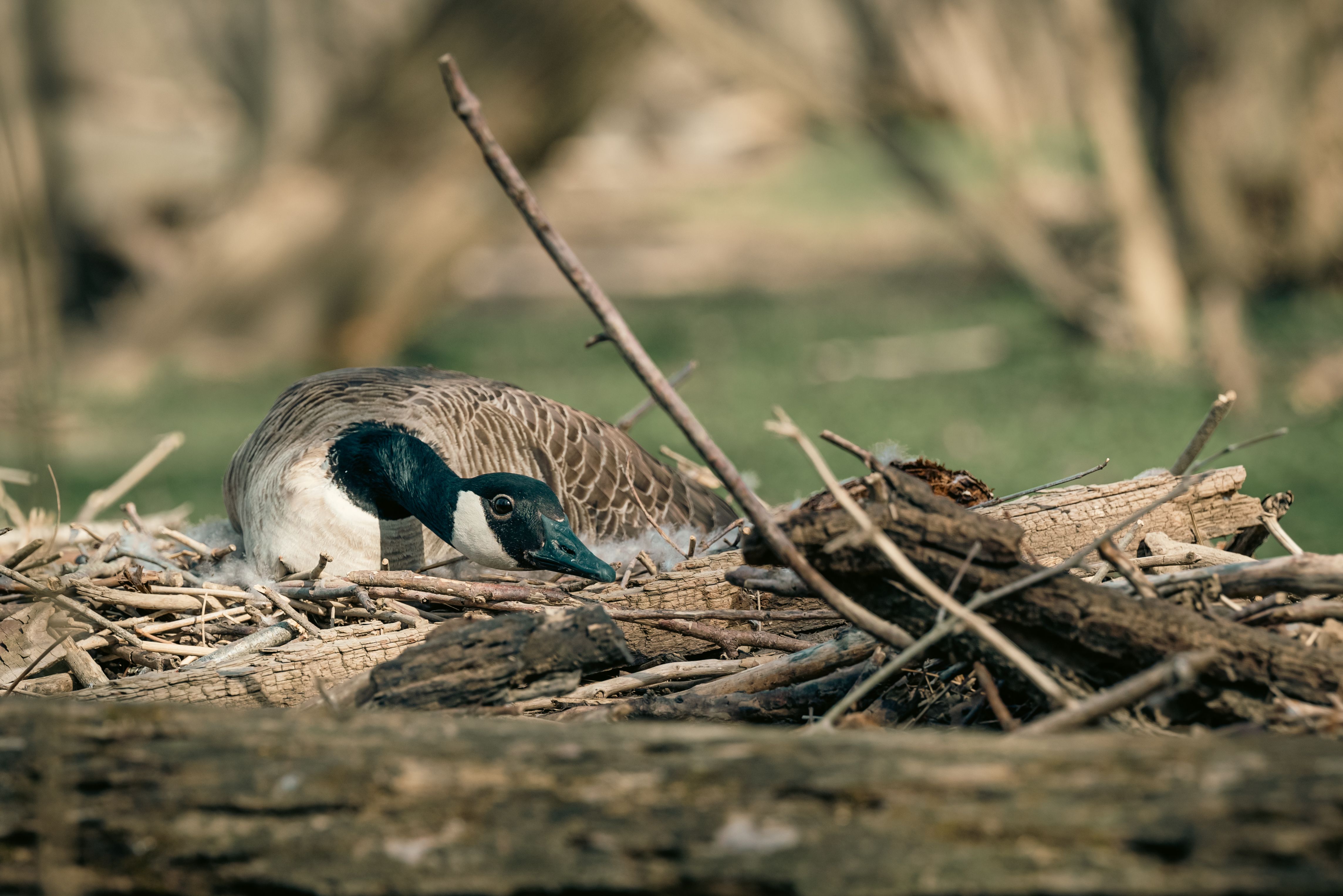 Black and White Photo of a Goose · Free Stock Photo