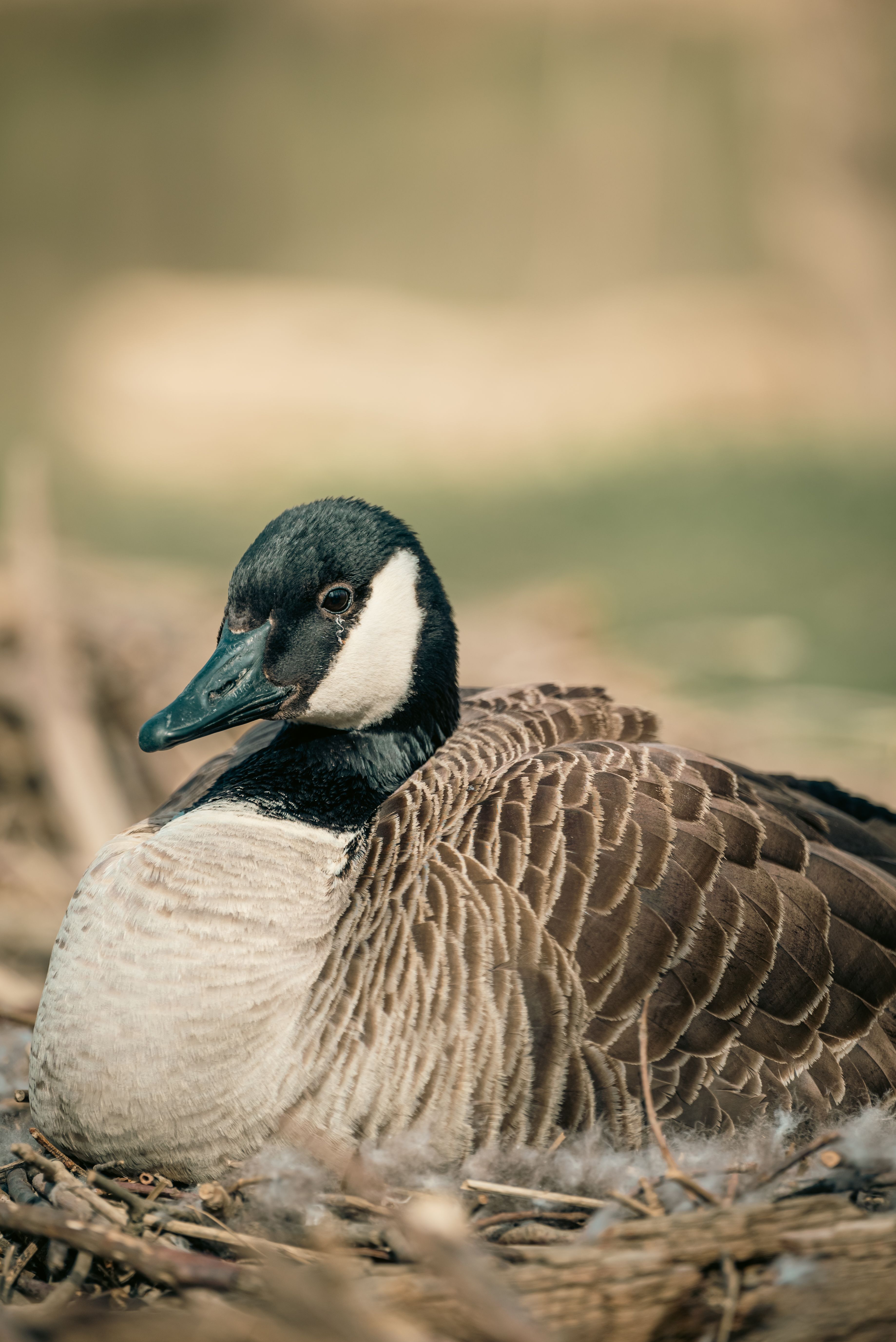 Bird Standing on Rock · Free Stock Photo