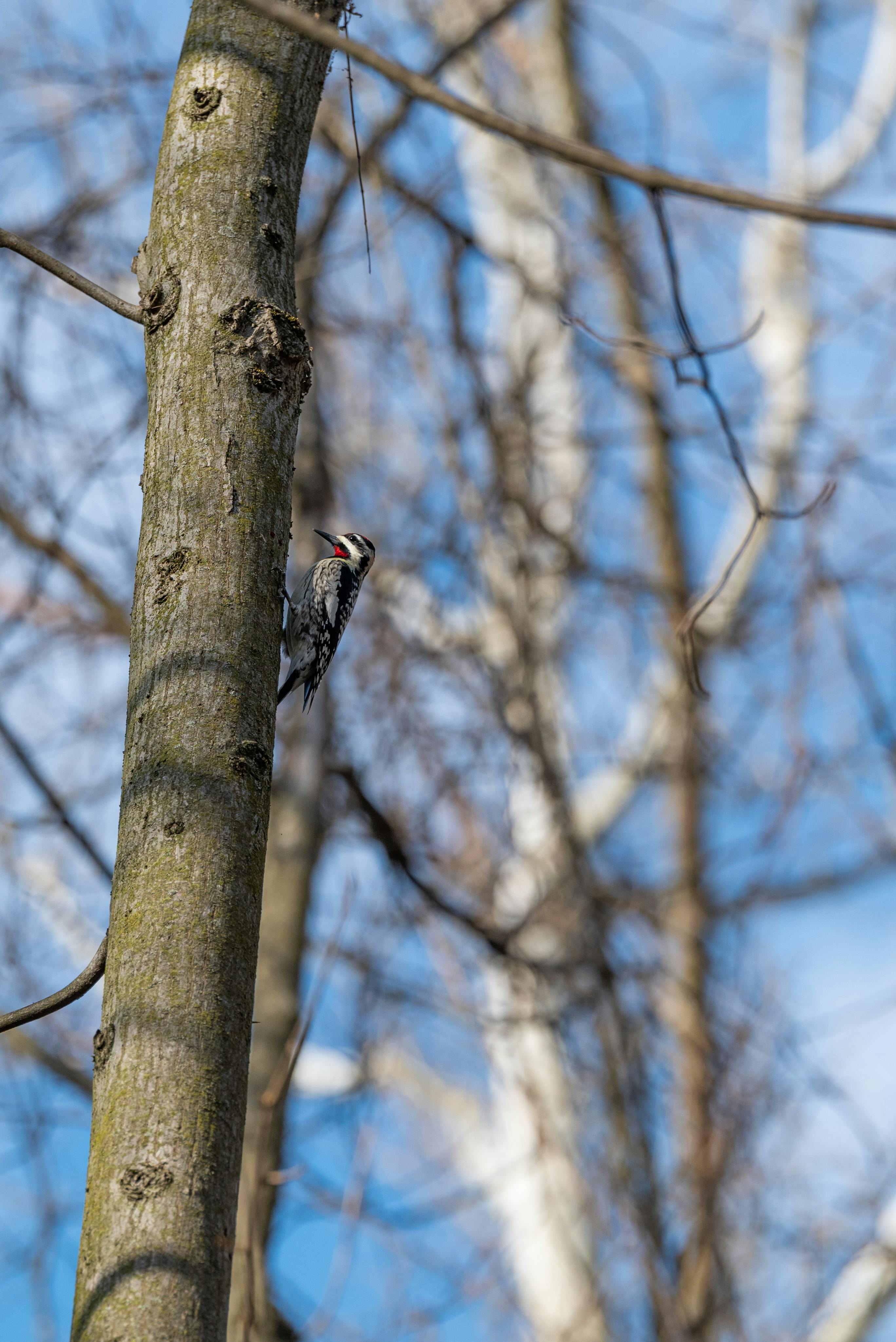 Bird Standing on Rock · Free Stock Photo