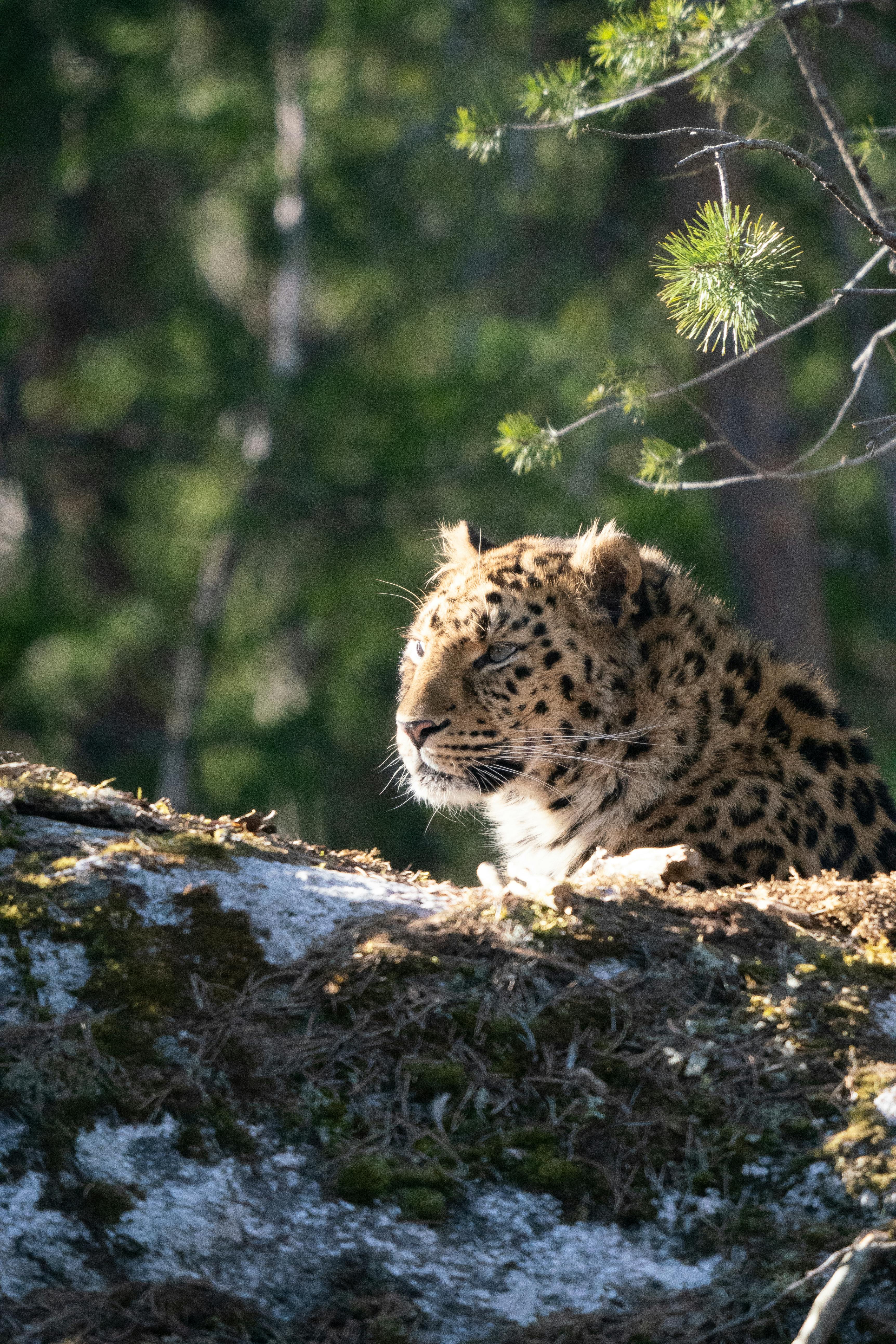 A Leopard on Brown Grass Near a Tree · Free Stock Photo