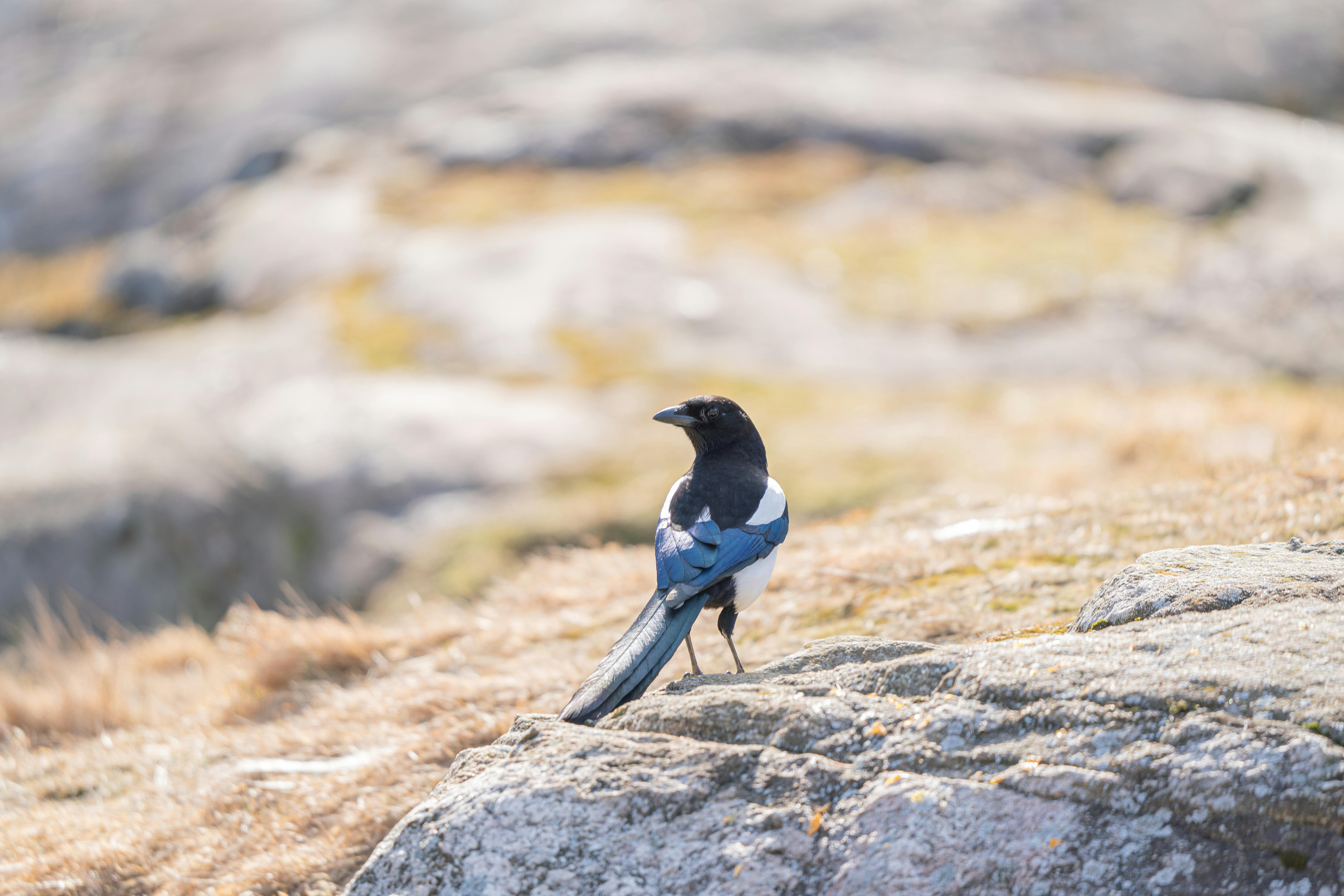 Wild Magpie Photos, Download The BEST Free Wild Magpie Stock Photos ...