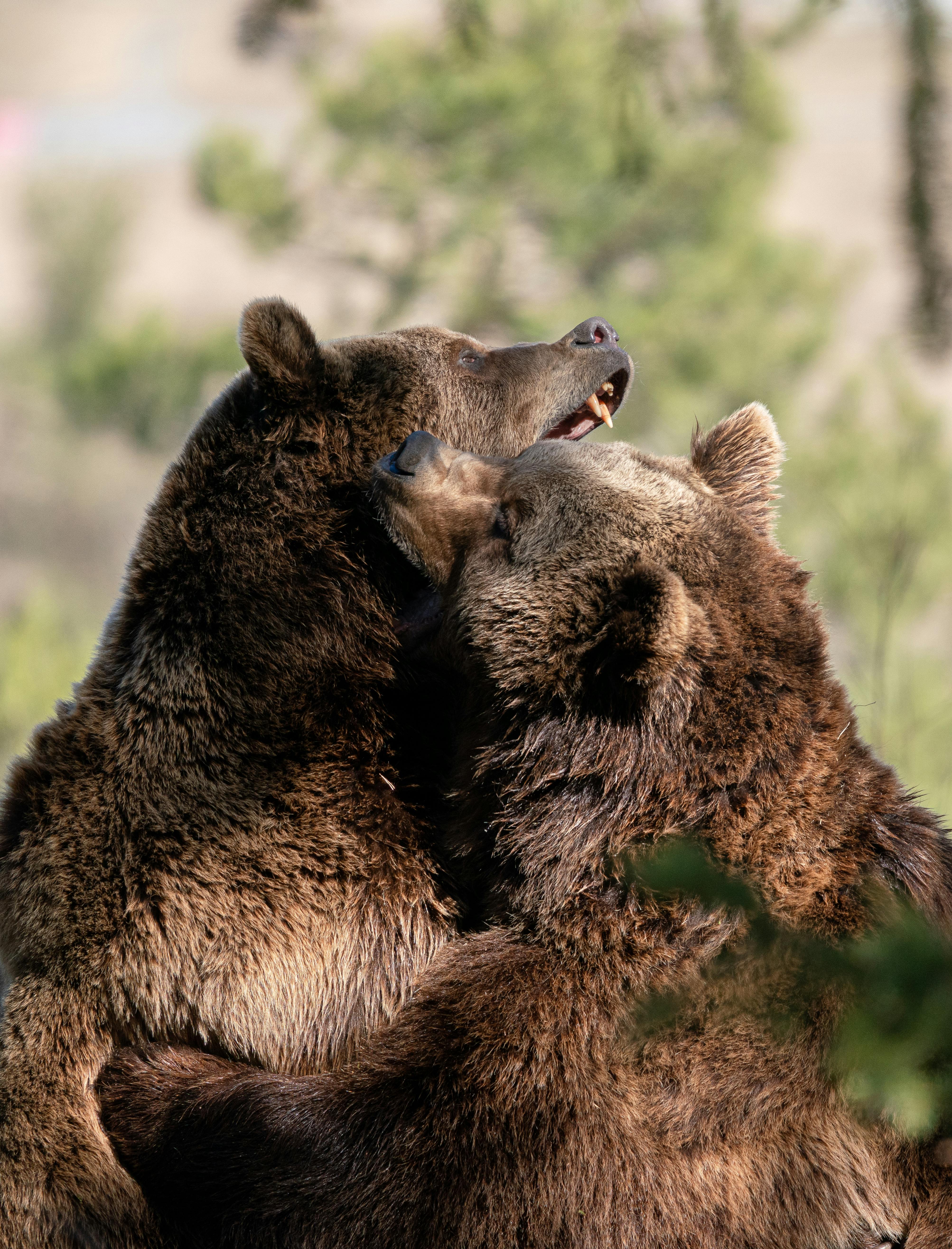 Grizzly Bears Fighting in a Forest · Free Stock Photo