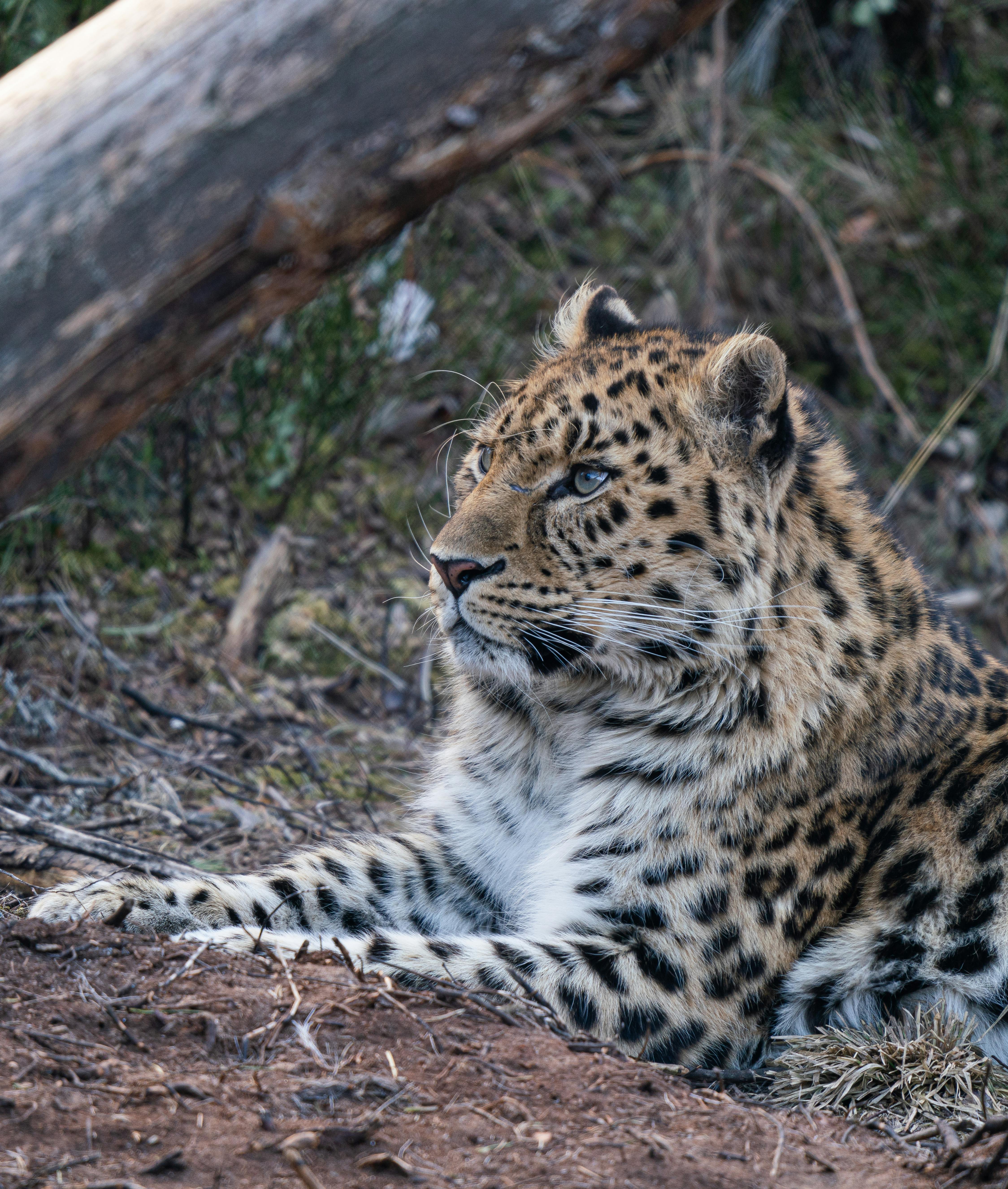 Side View of a Leopard · Free Stock Photo