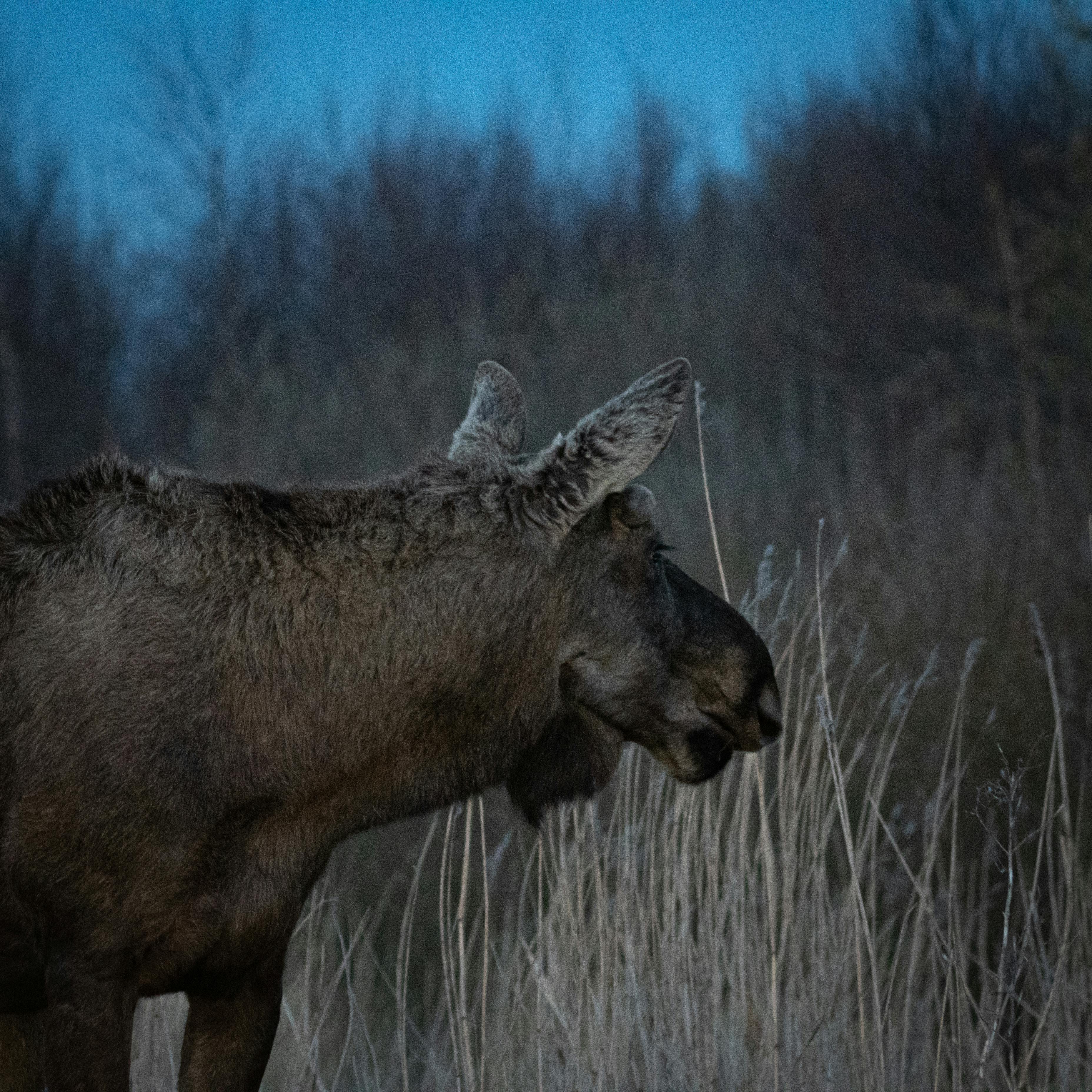 Moose in Field on Sunset · Free Stock Photo