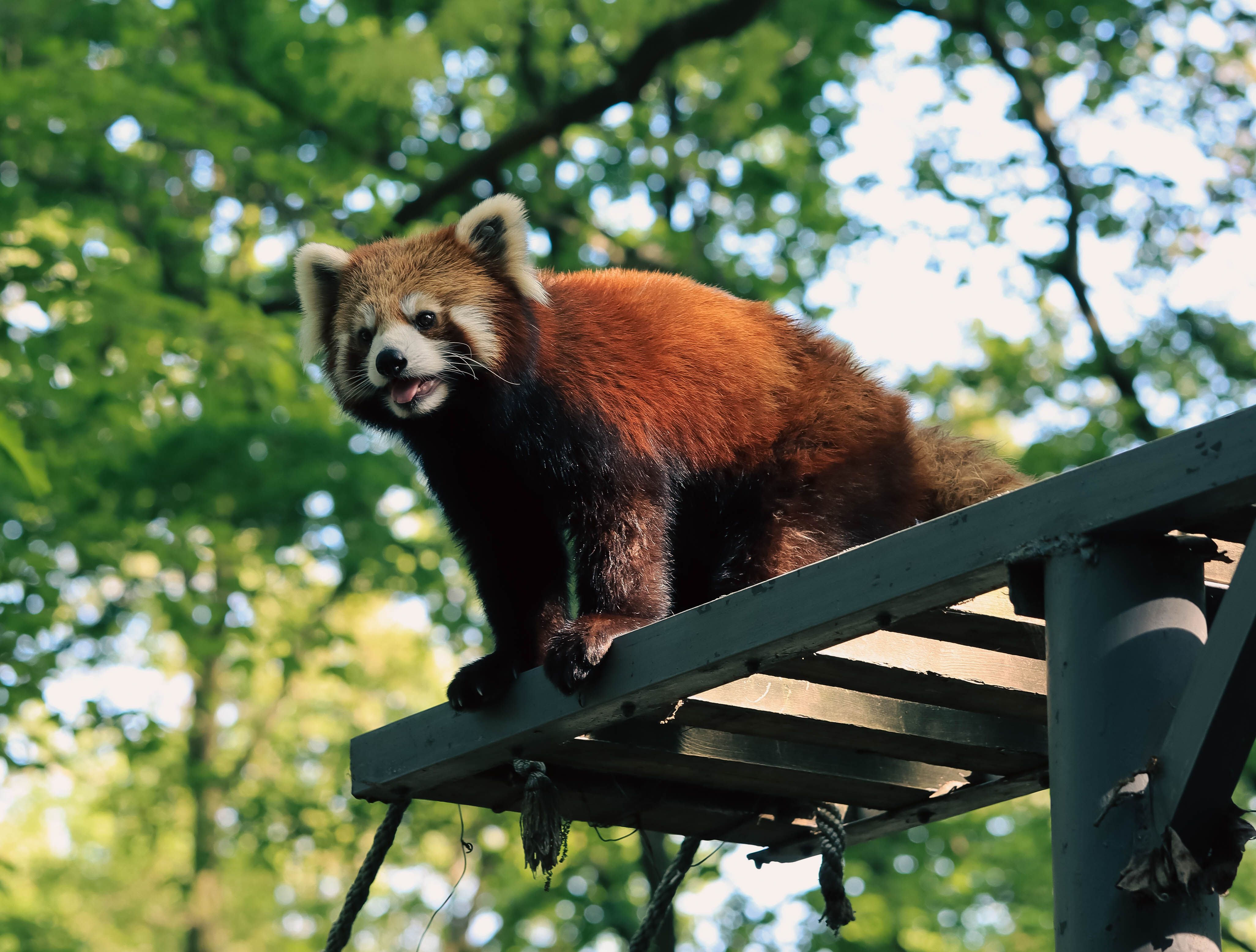 Red Panda Perching on Tree during Daytime · Free Stock Photo