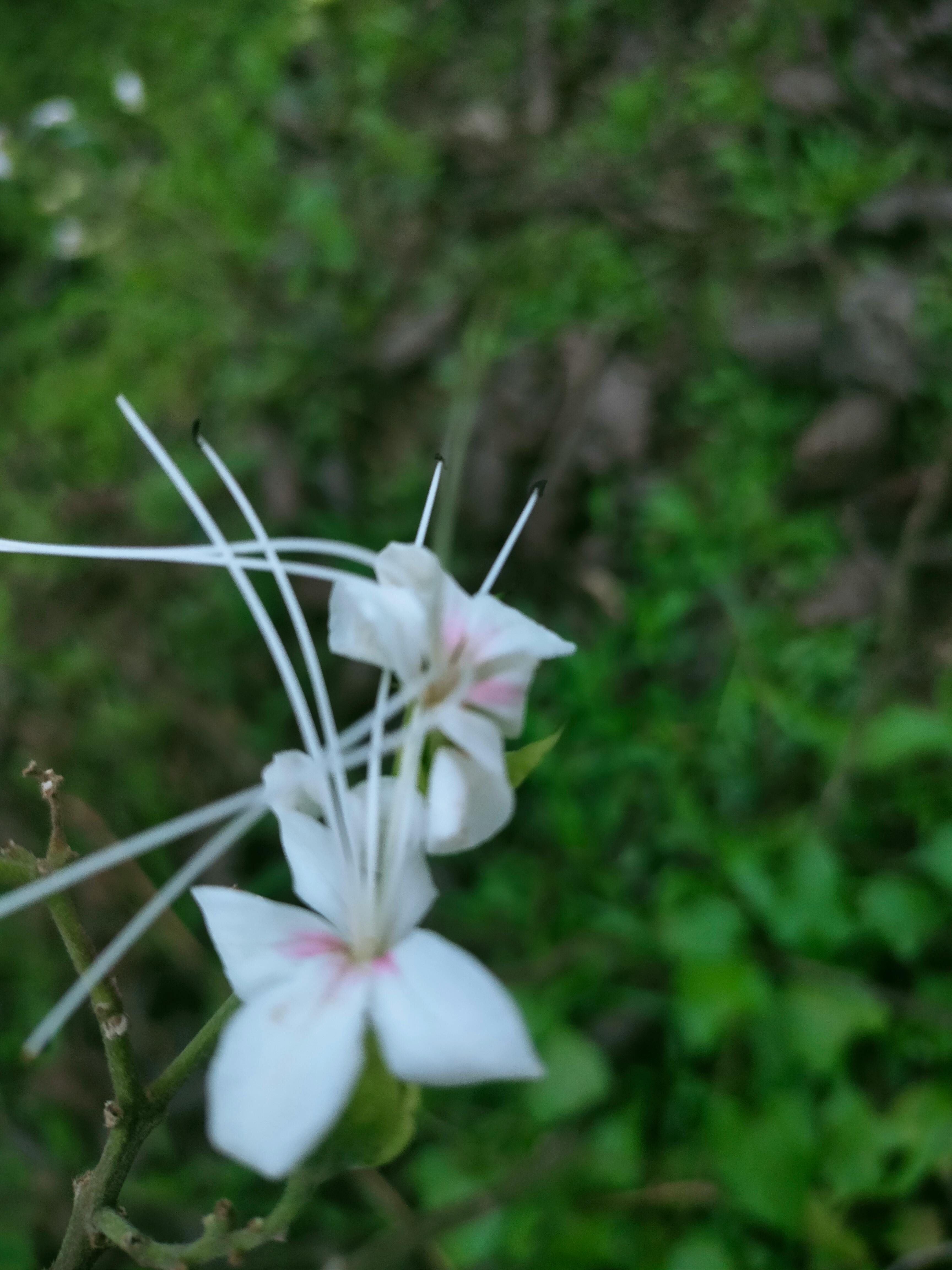 Jubayer Ahmed - Photography