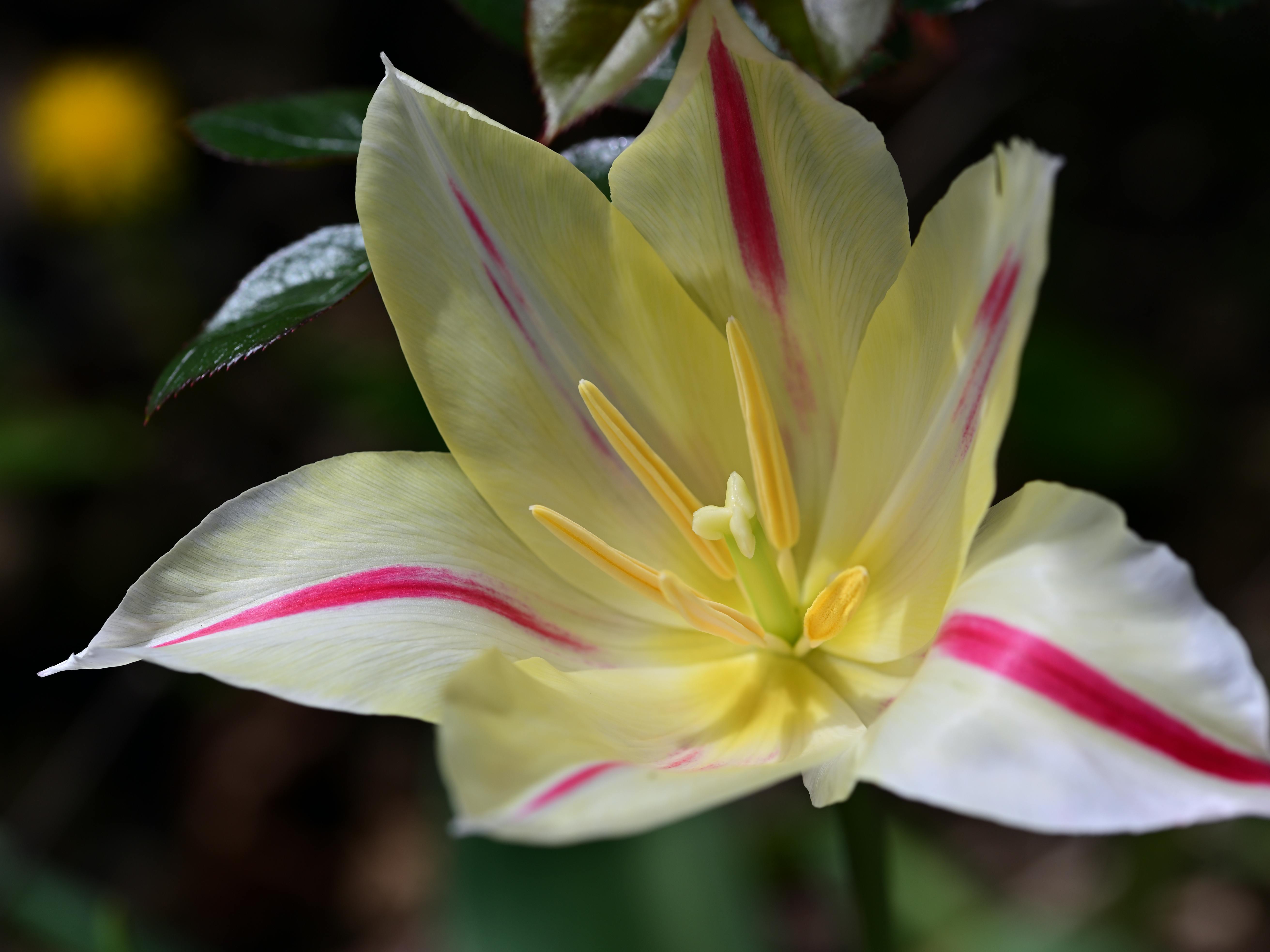 A Lady Tulip in Full Bloom · Free Stock Photo
