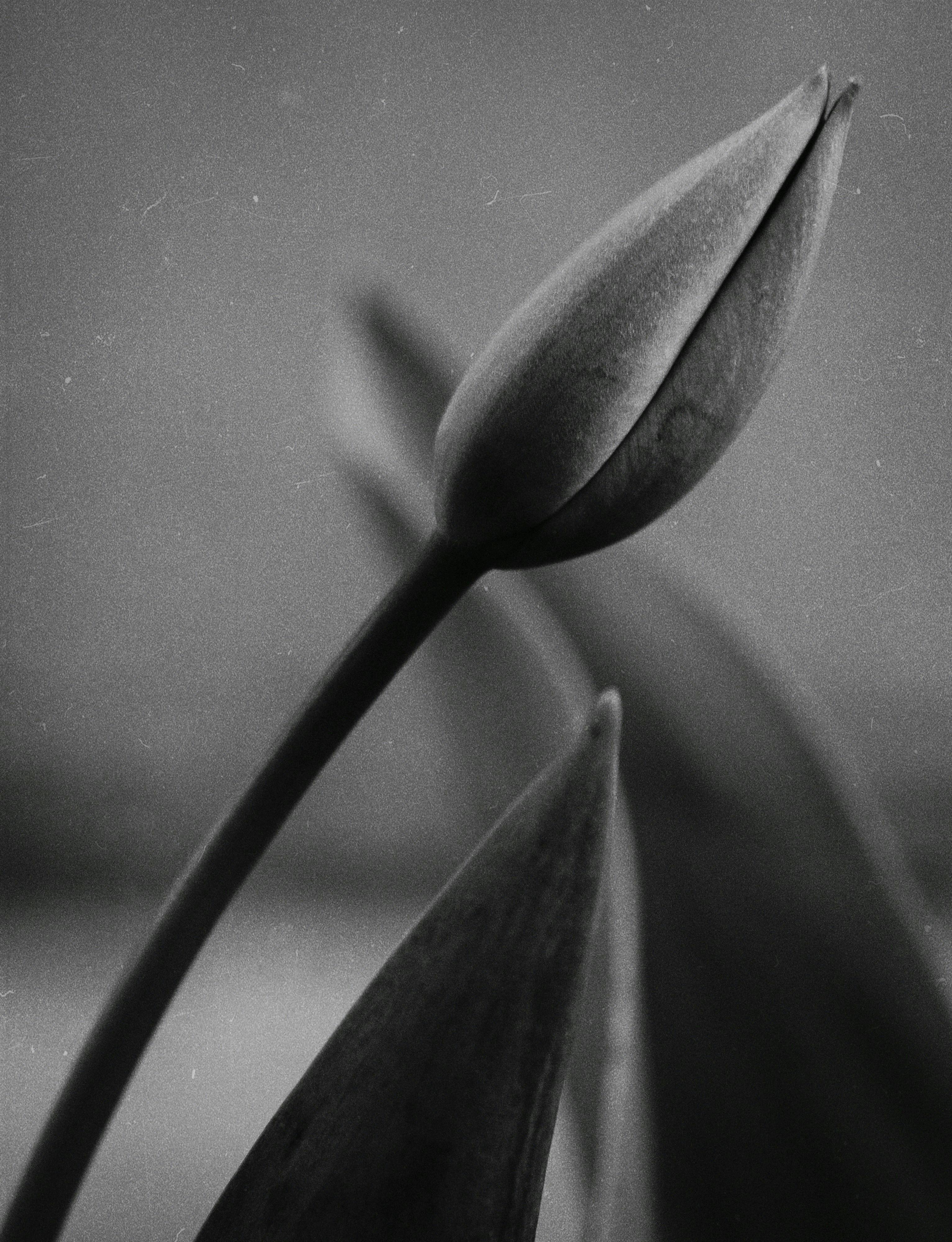 Grayscale Photo of a Tulip Flower Bud · Free Stock Photo