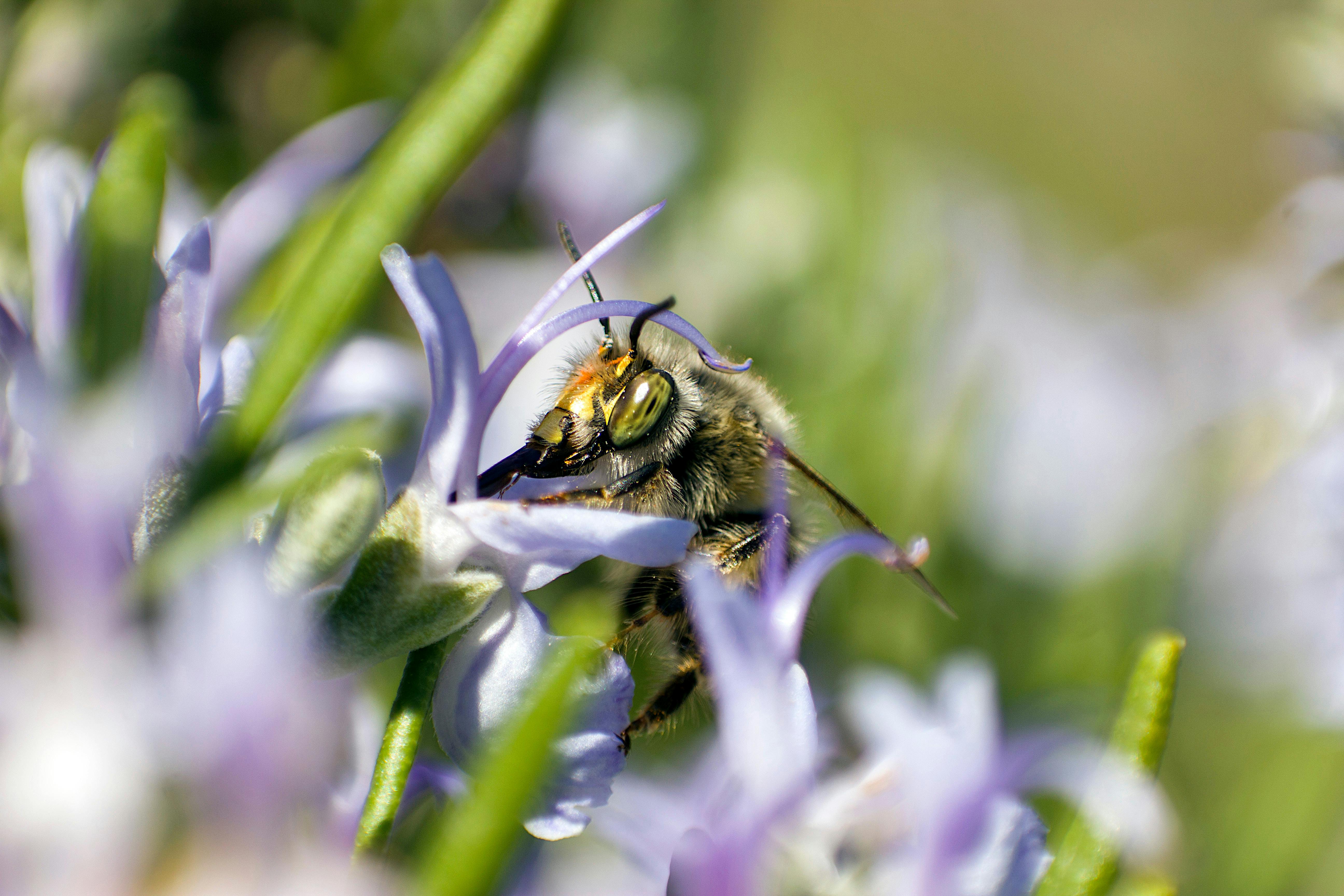 Italian Bee Standing on a Canola · Free Stock Photo