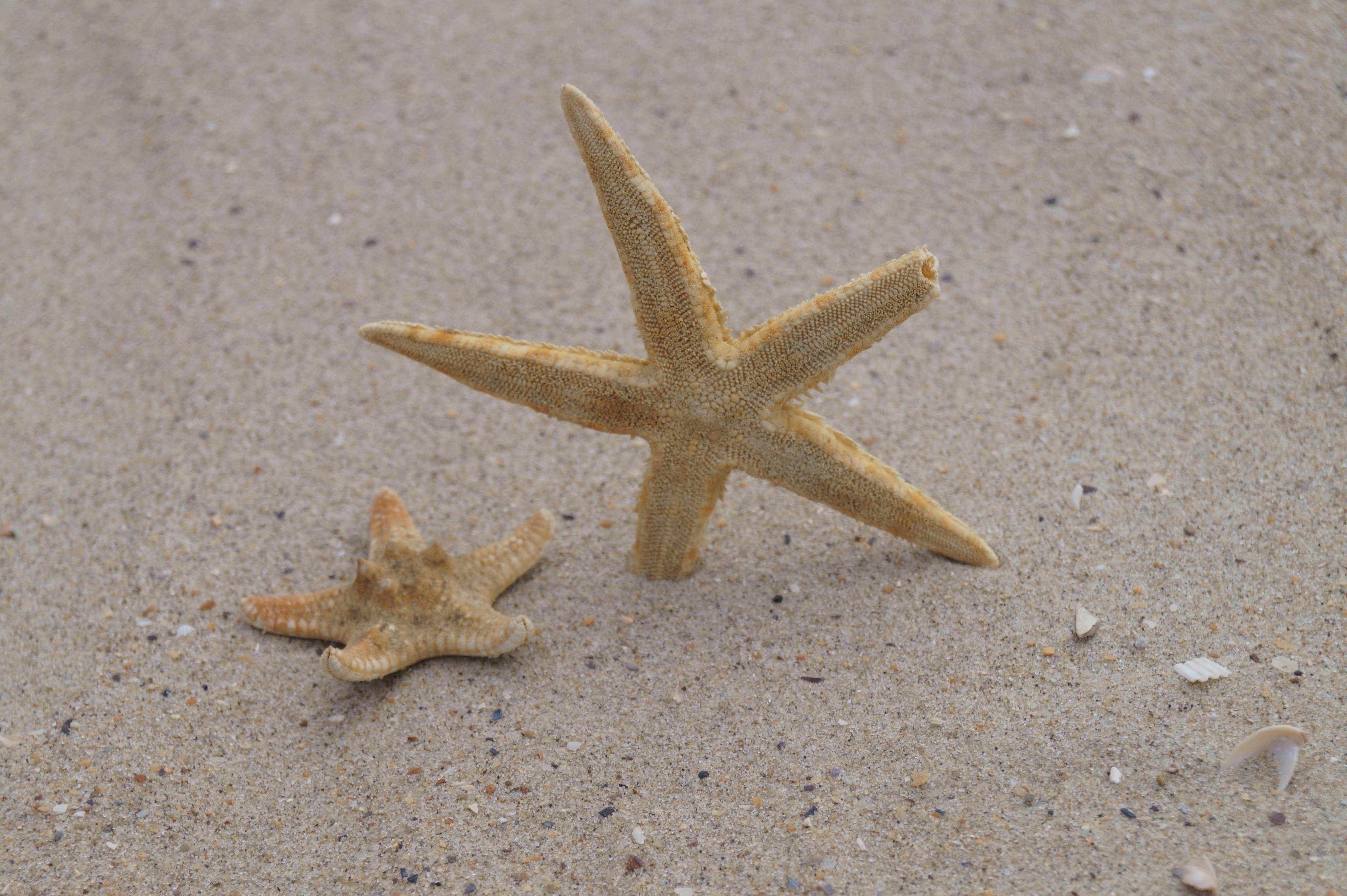 A Close-Up Shot of a Starfish on a Rocky Shore · Free Stock Photo