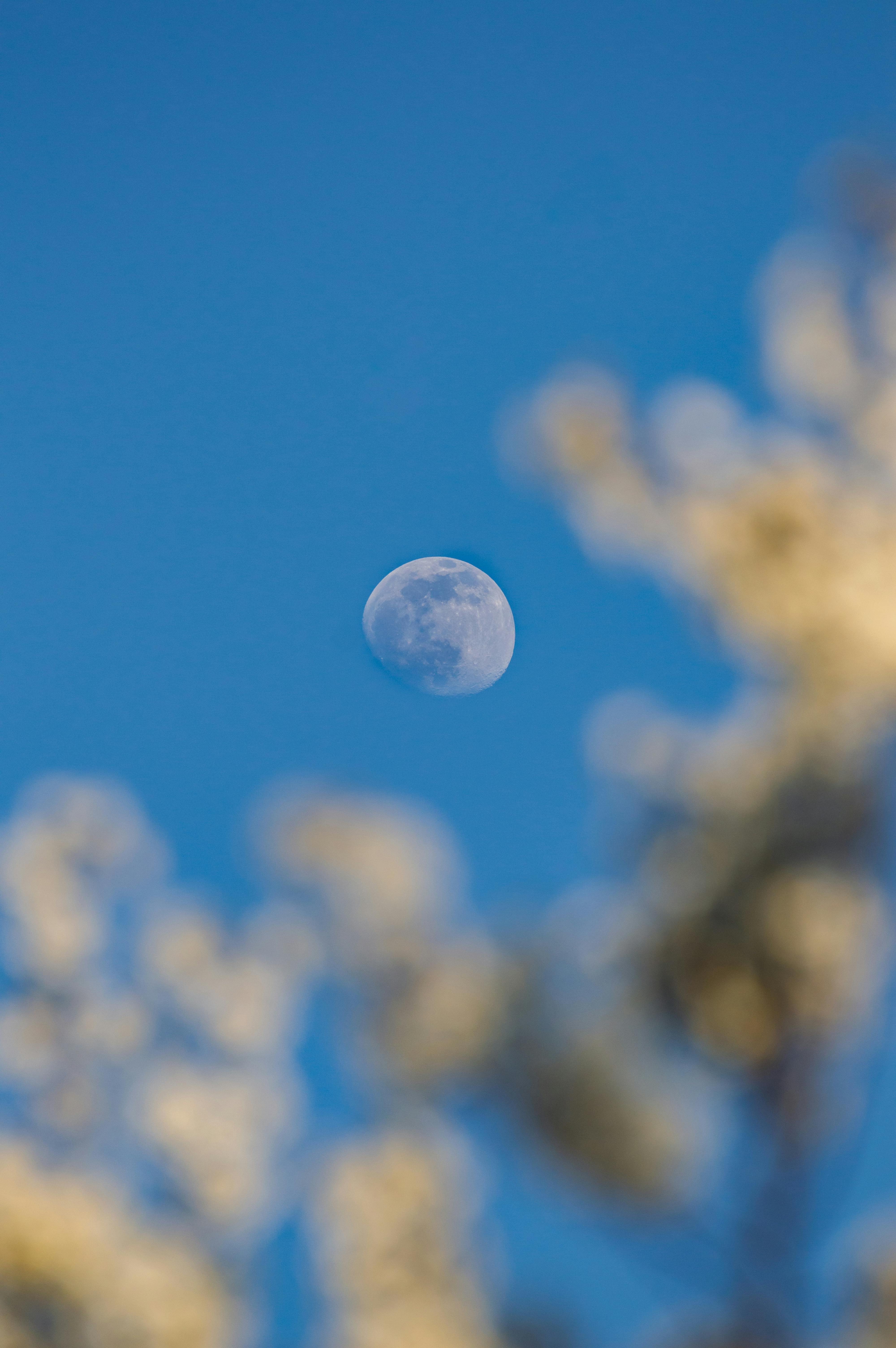 Photo of Half Moon Over Grass Field · Free Stock Photo