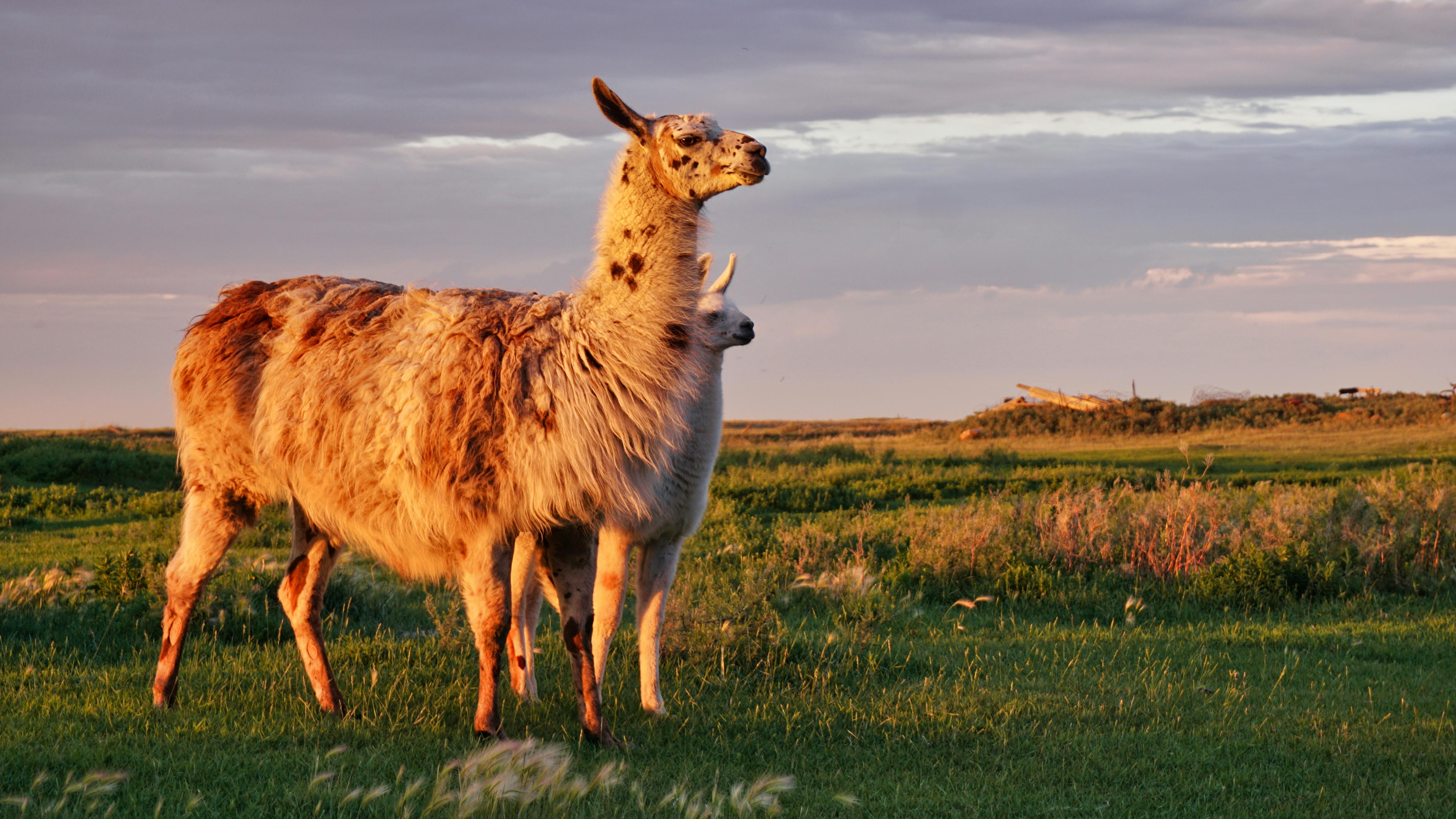 Sky Lamas Photos, Download The BEST Free Sky Lamas Stock Photos & HD Images