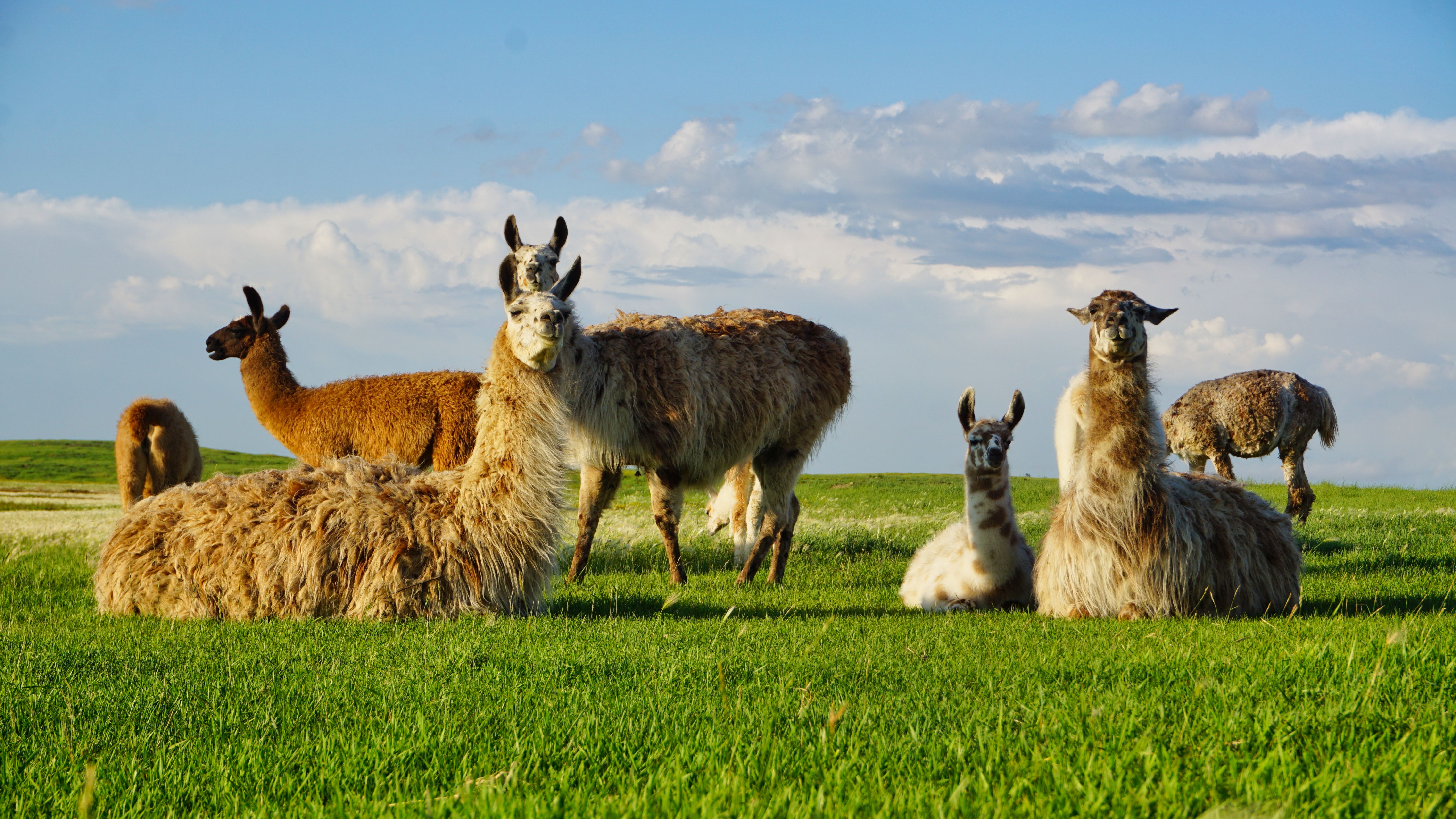 Foto de stock gratuita sobre agricultura, al aire libre, alpacas, fotos ...