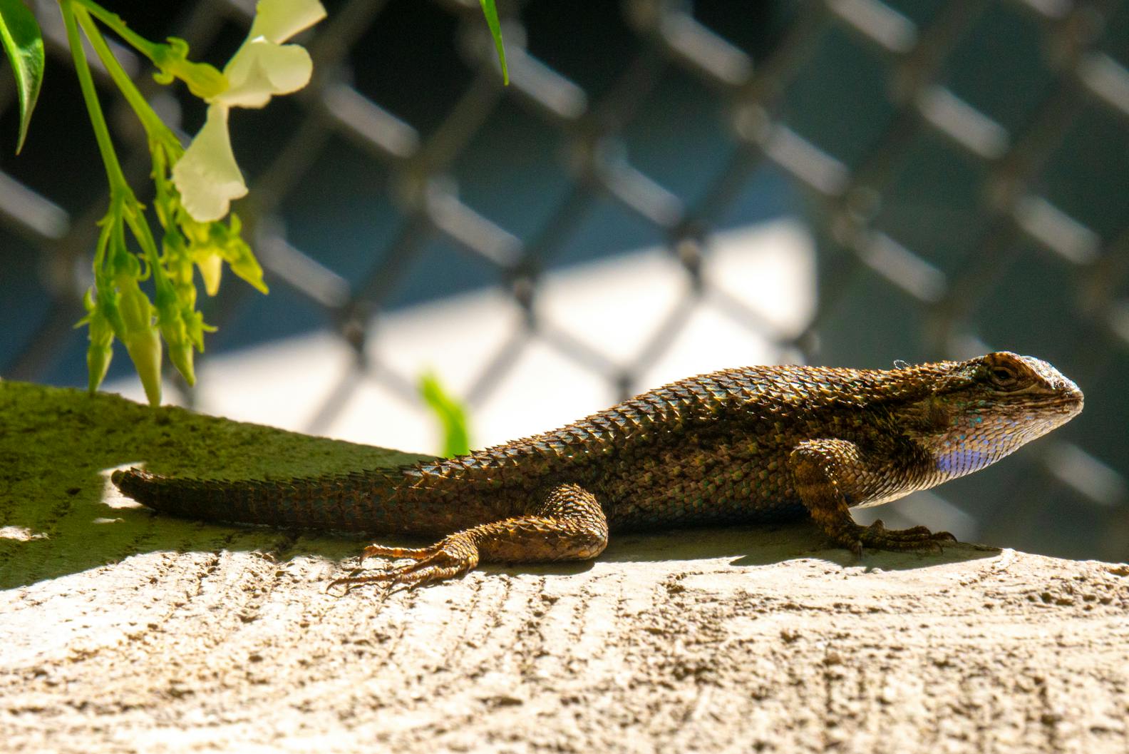 Western Fence Lizard: Habitat, Behavior, and Care Tips