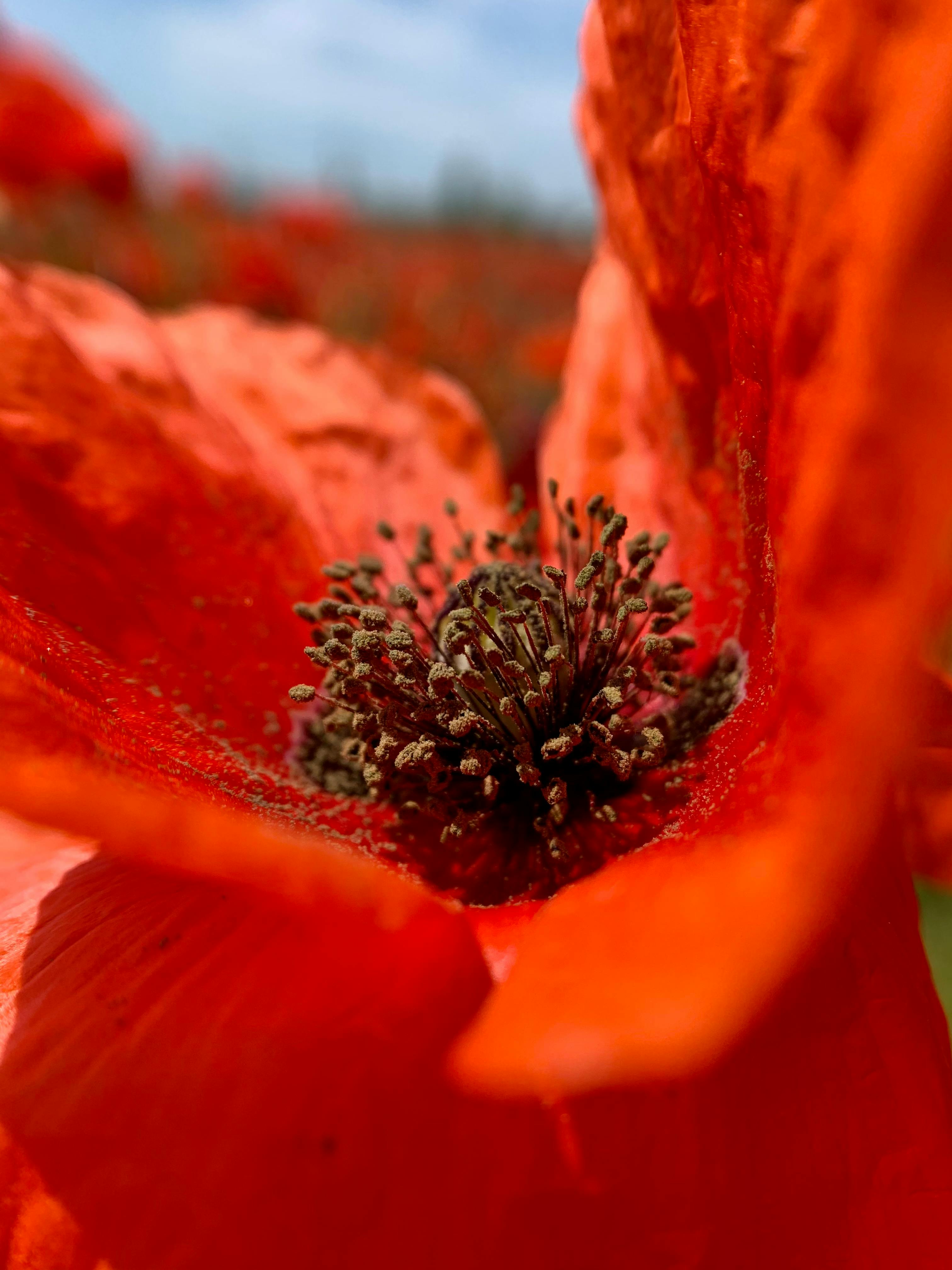 Poppy Flower in Close Up Photography · Free Stock Photo