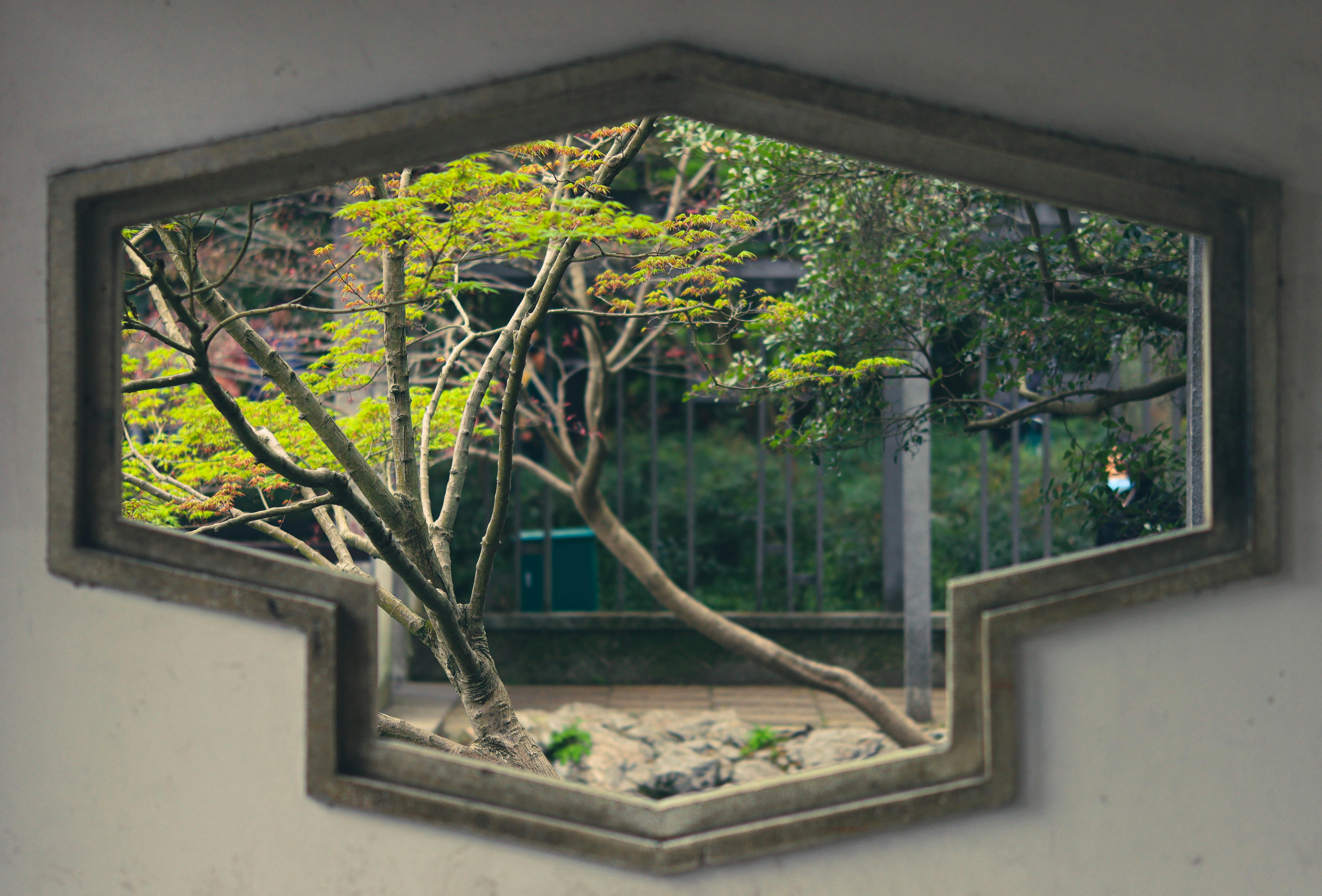 Trees in Yard Seen through Window · Free Stock Photo