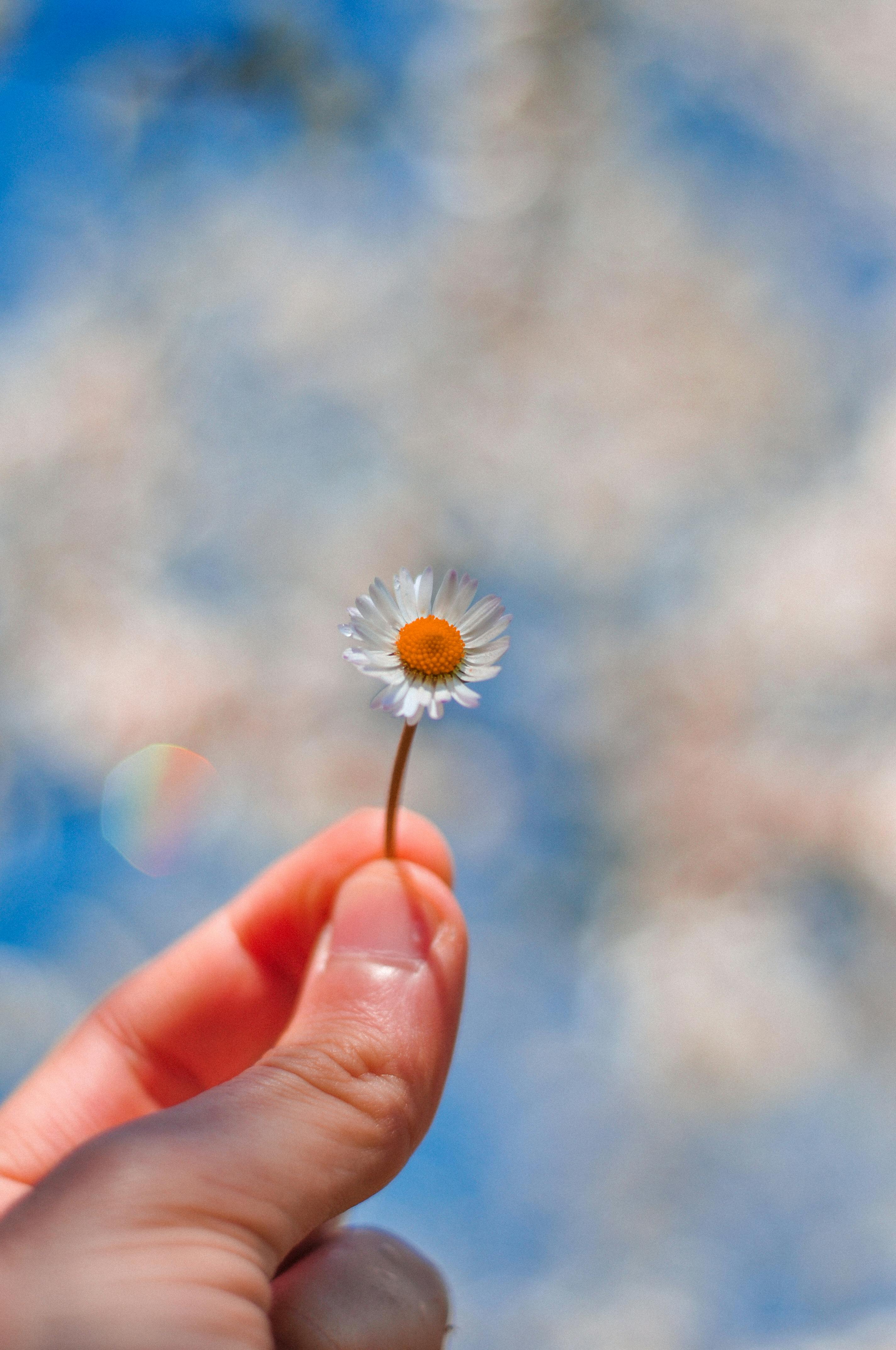 Flower Photgraphy Photos, Download Free Flower Photgraphy Stock Photos ...