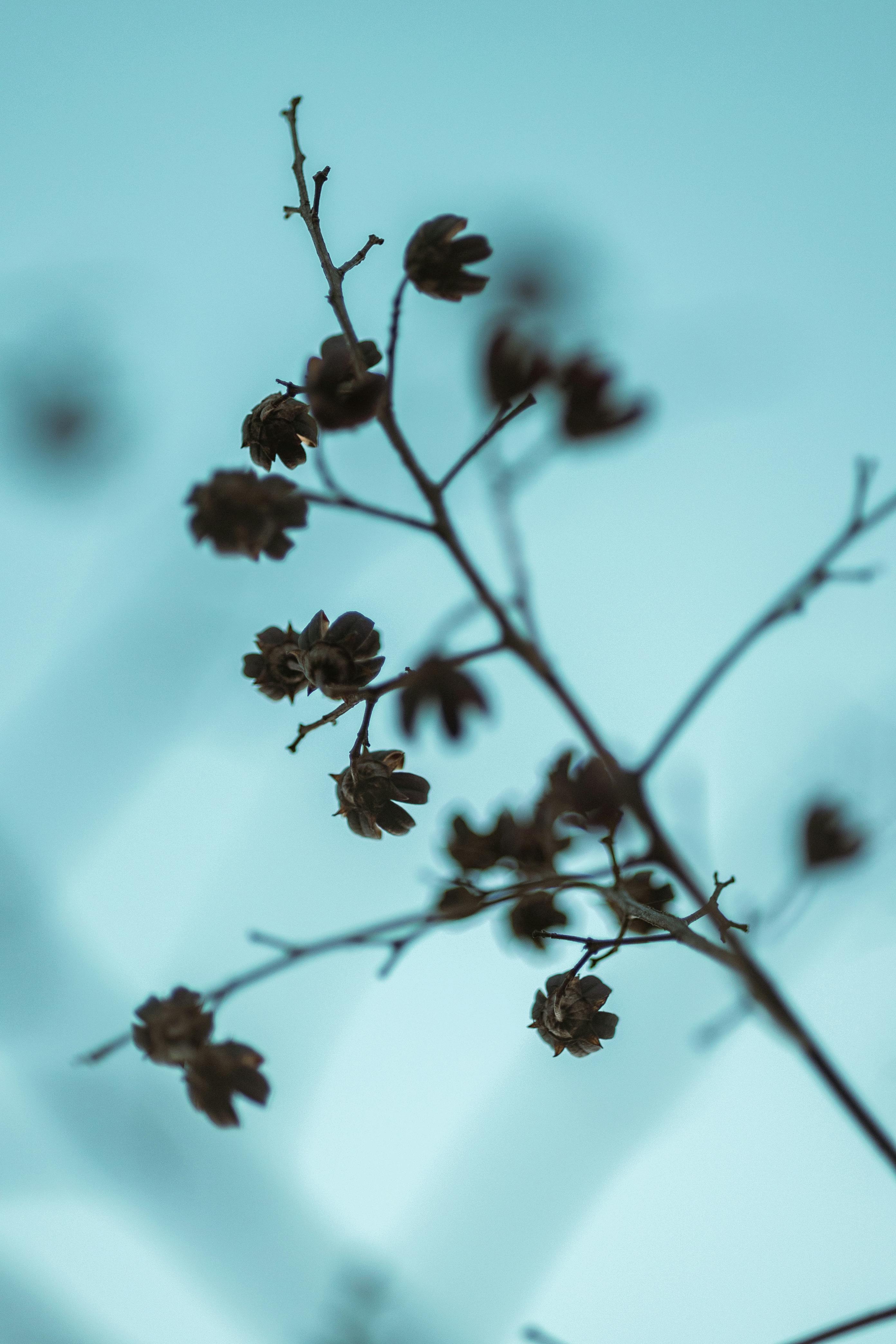 Close-up Photography of Grass · Free Stock Photo