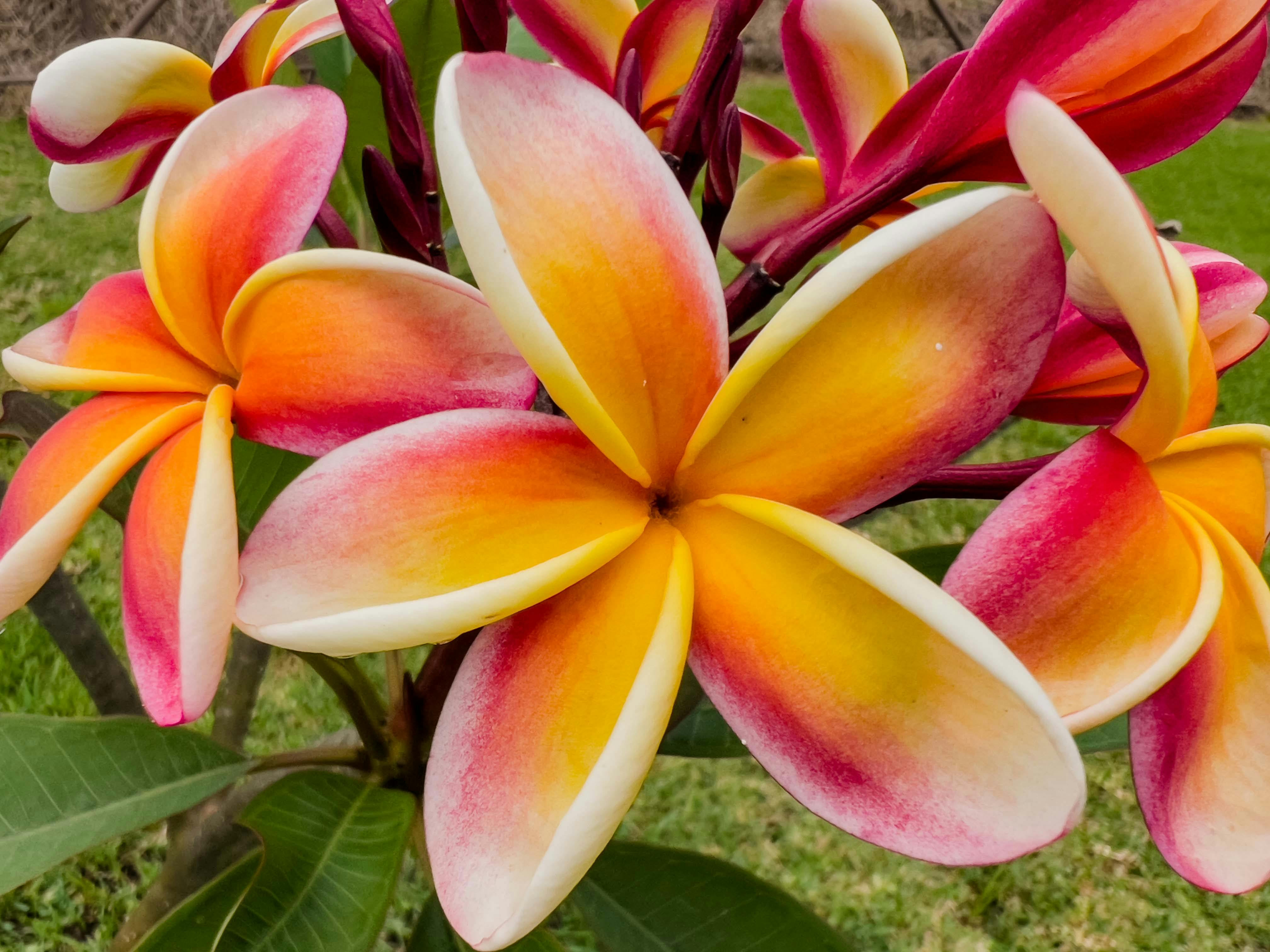 Red Frangipani Photos, Download The BEST Free Red Frangipani Stock ...