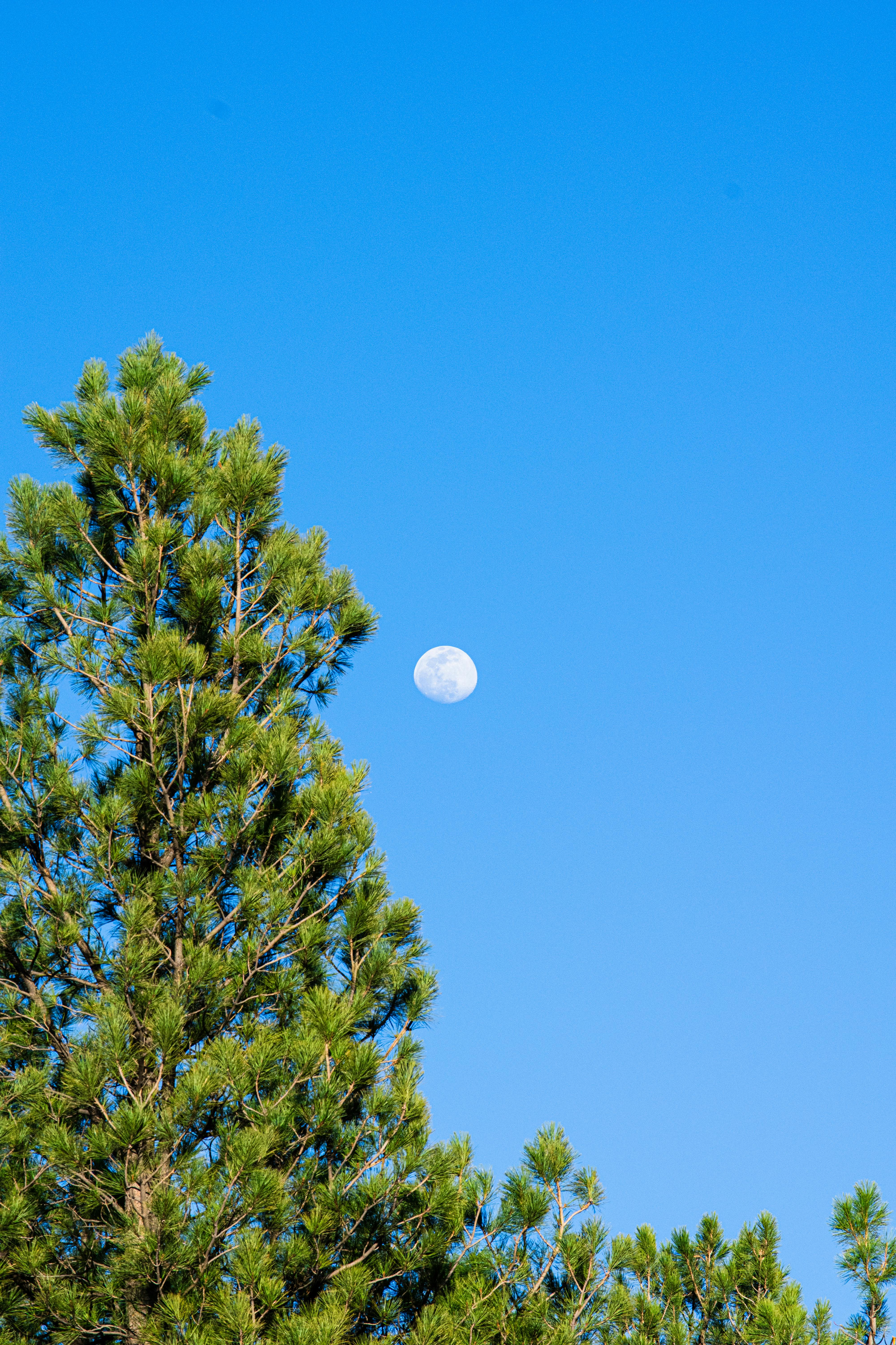 Pine Tree In Front Of Moon Photos, Download The BEST Free Pine Tree In ...