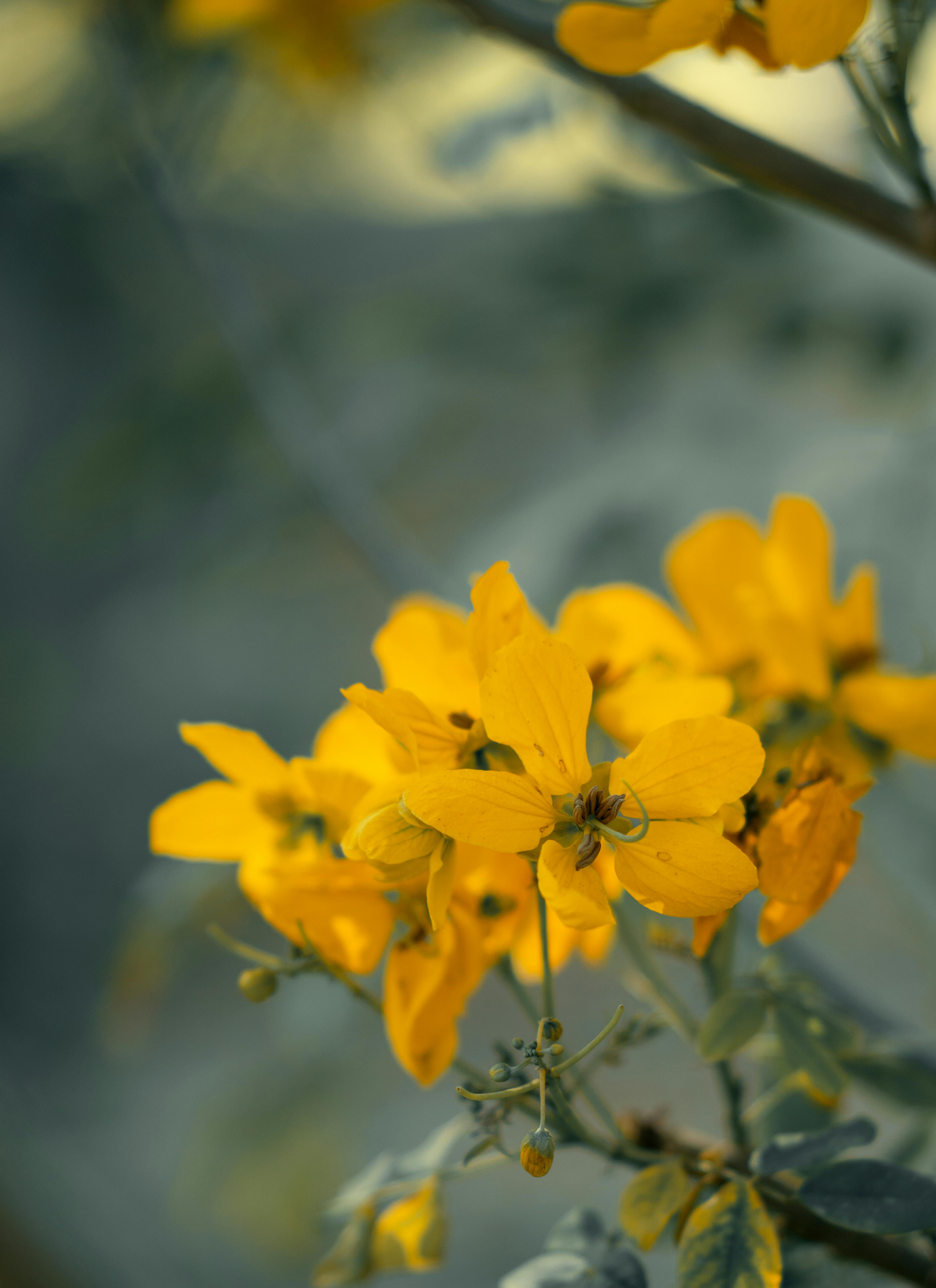 Close Up of Senna Flowers · Free Stock Photo