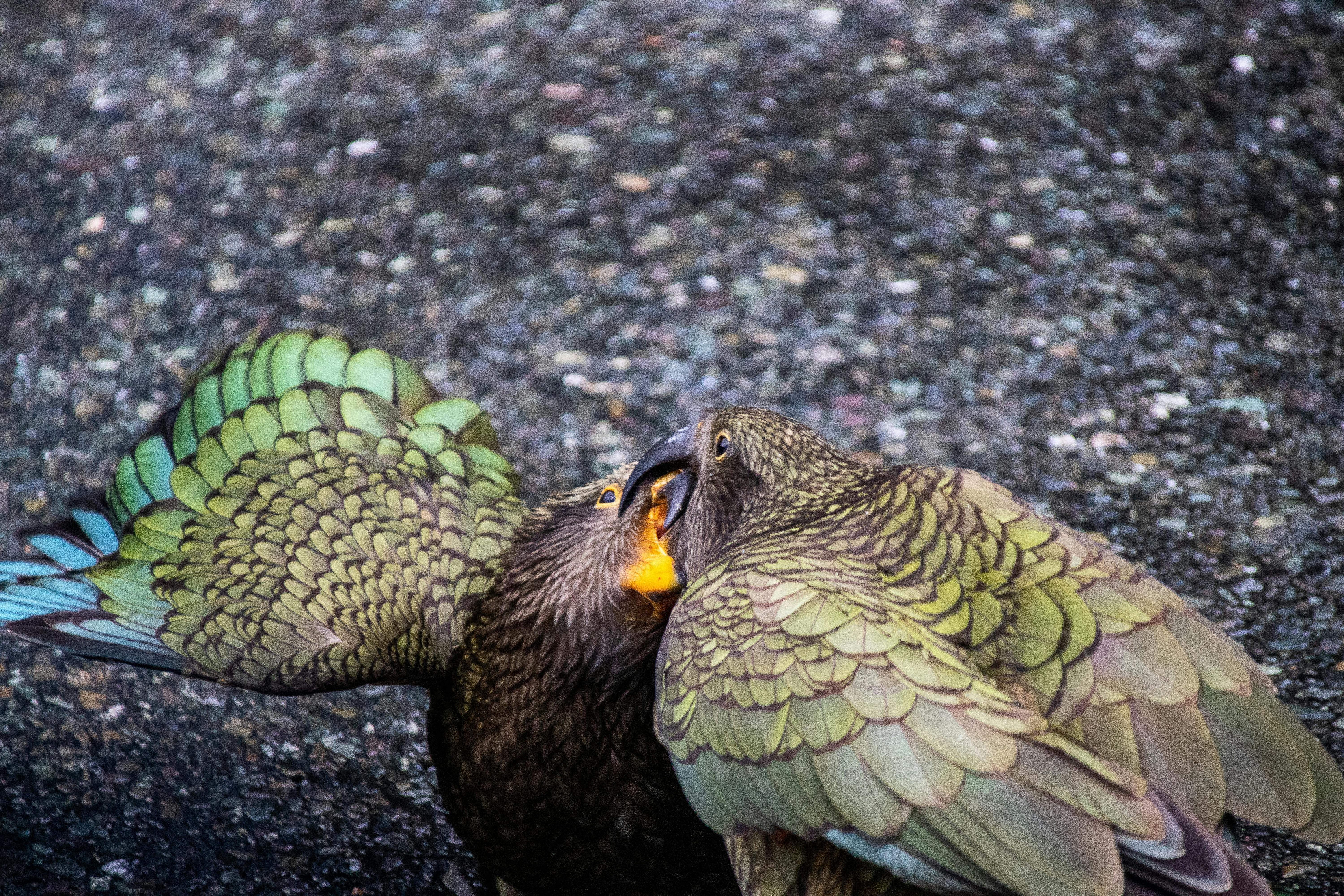 Free stock photo of kea