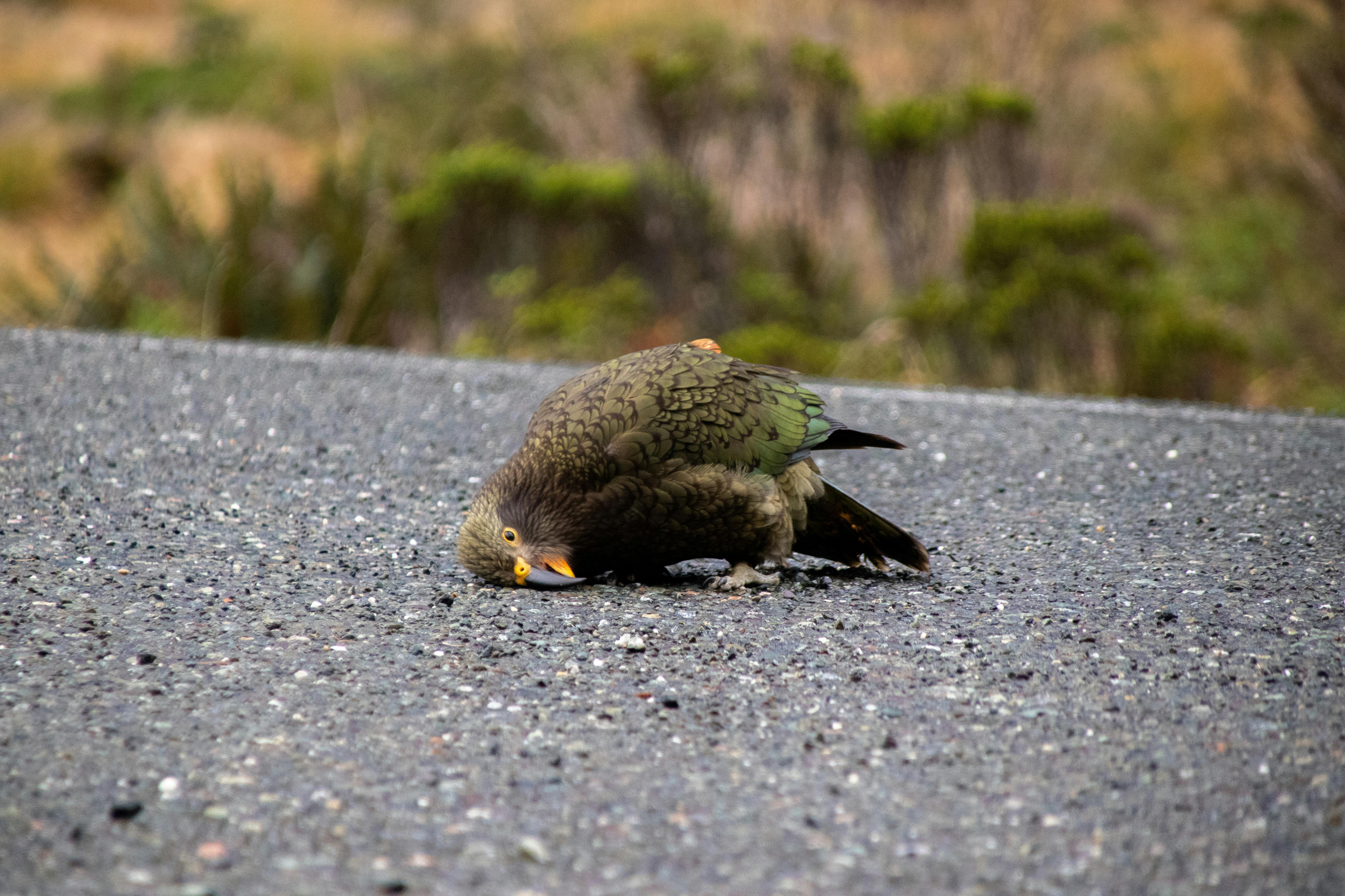 Free stock photo of kea