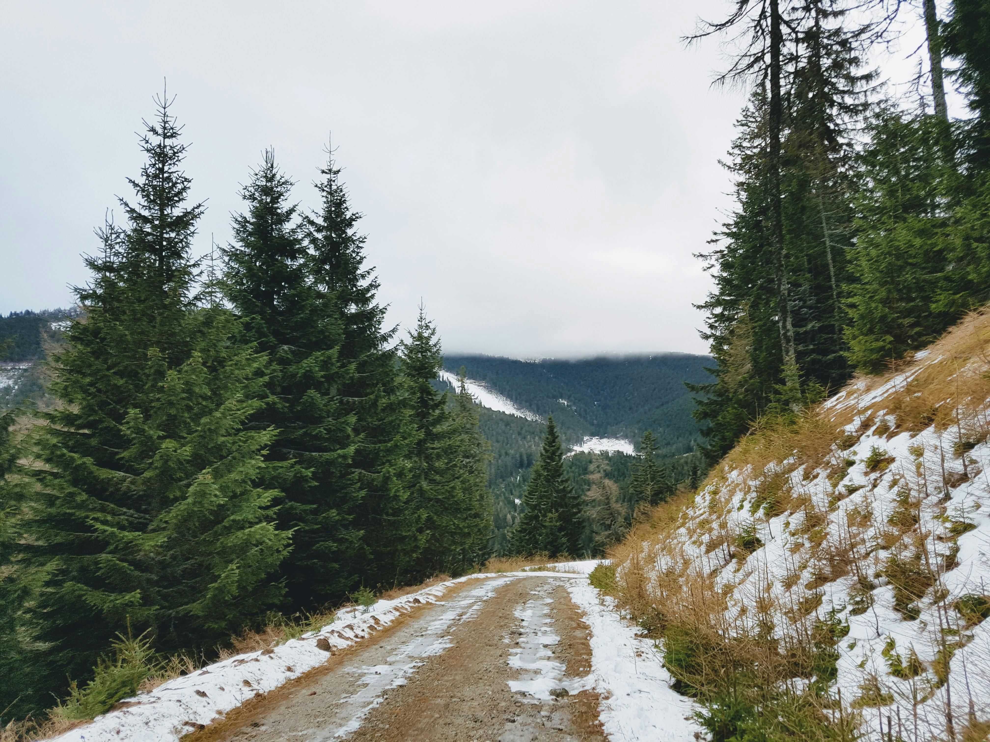 Pathway between Trees in the Forest · Free Stock Photo