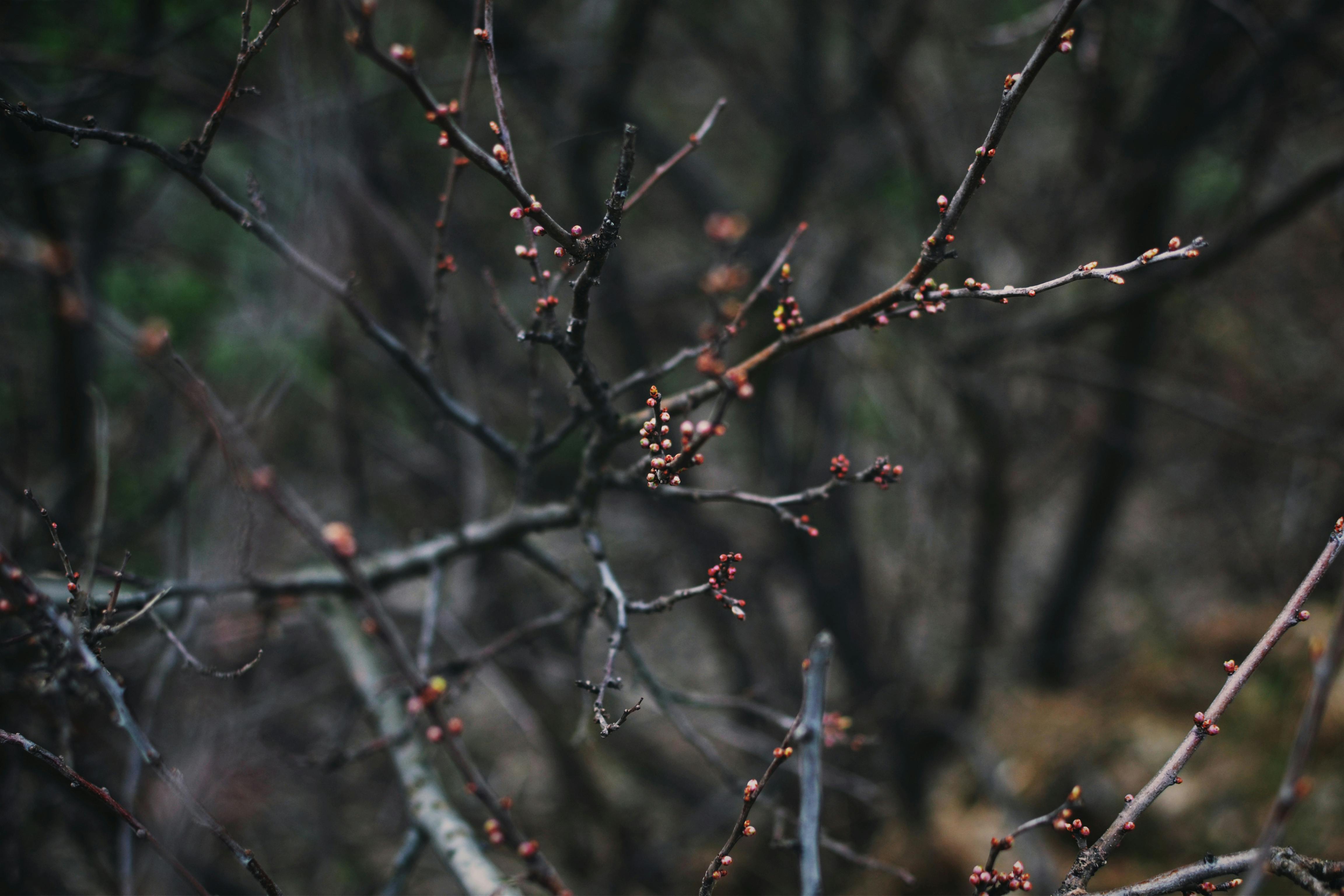 Close-Up Shot of Tree Branches · Free Stock Photo