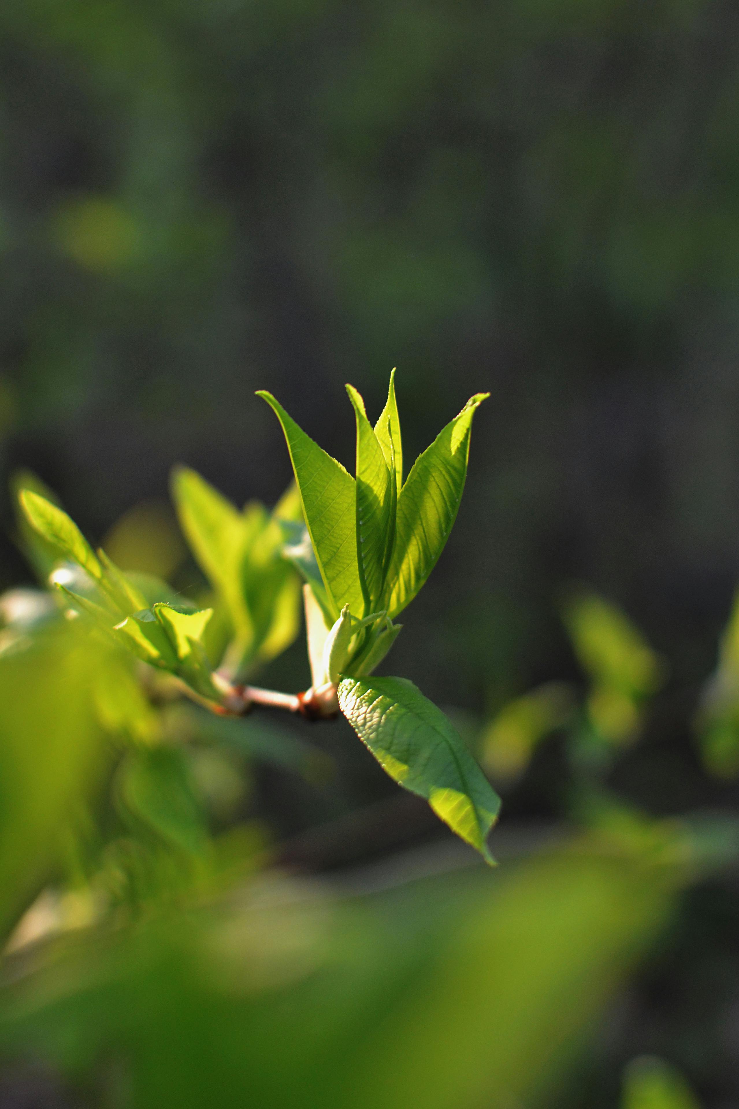 Green Leaves of a Plant in Close-up Photography · Free Stock Photo