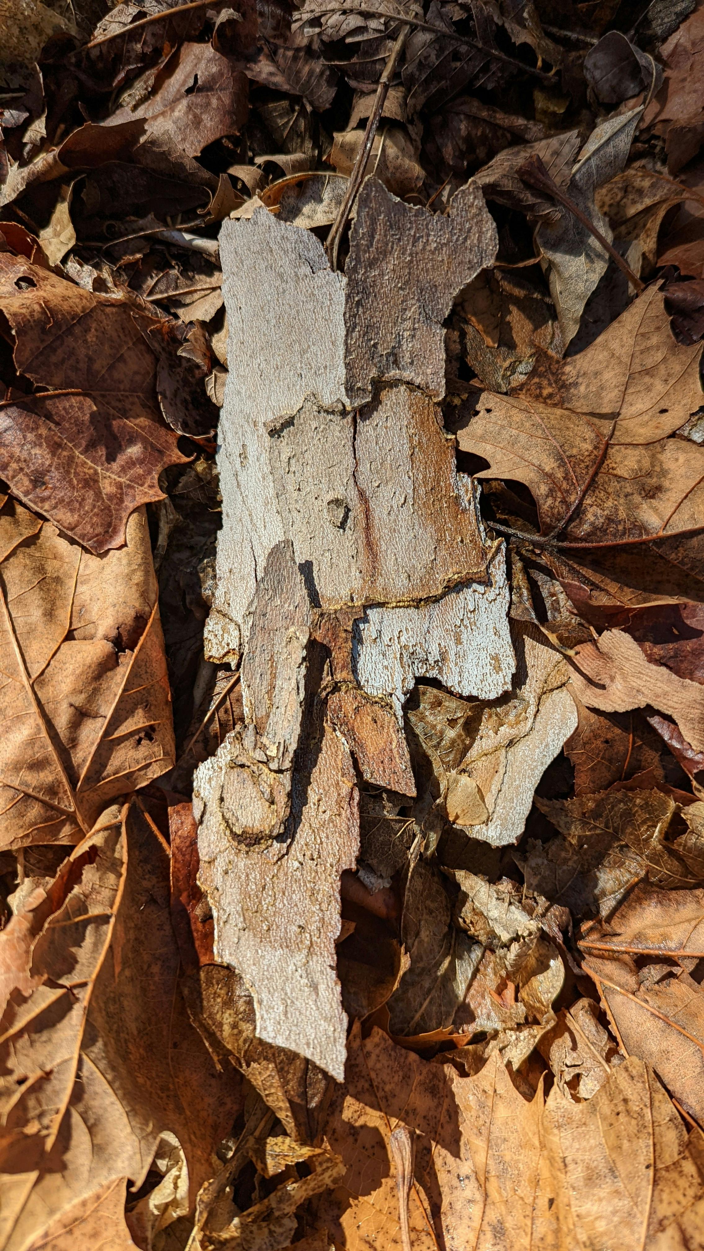 Sassafras Bark Photos, Download Free Sassafras Bark Stock Photos & HD ...