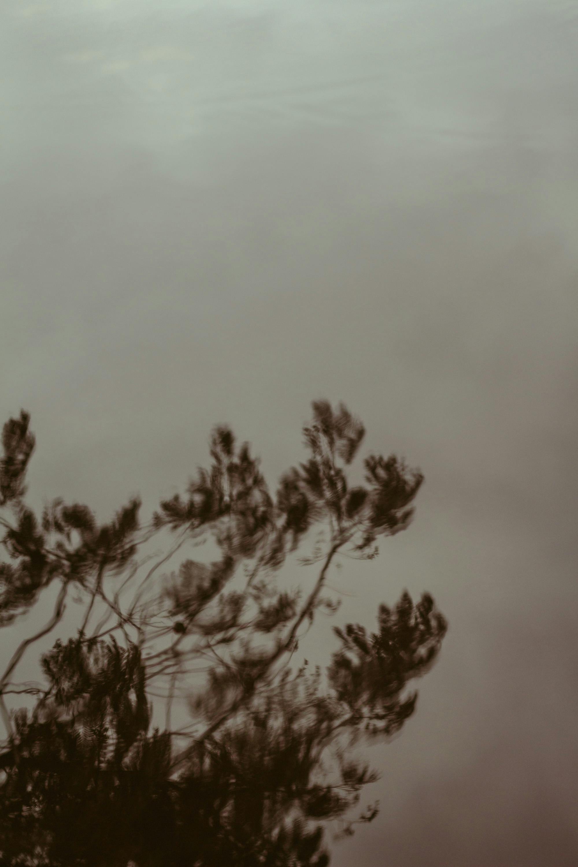 Scp 038 The Everything Tree Photos, Download Free Scp 038 The ...