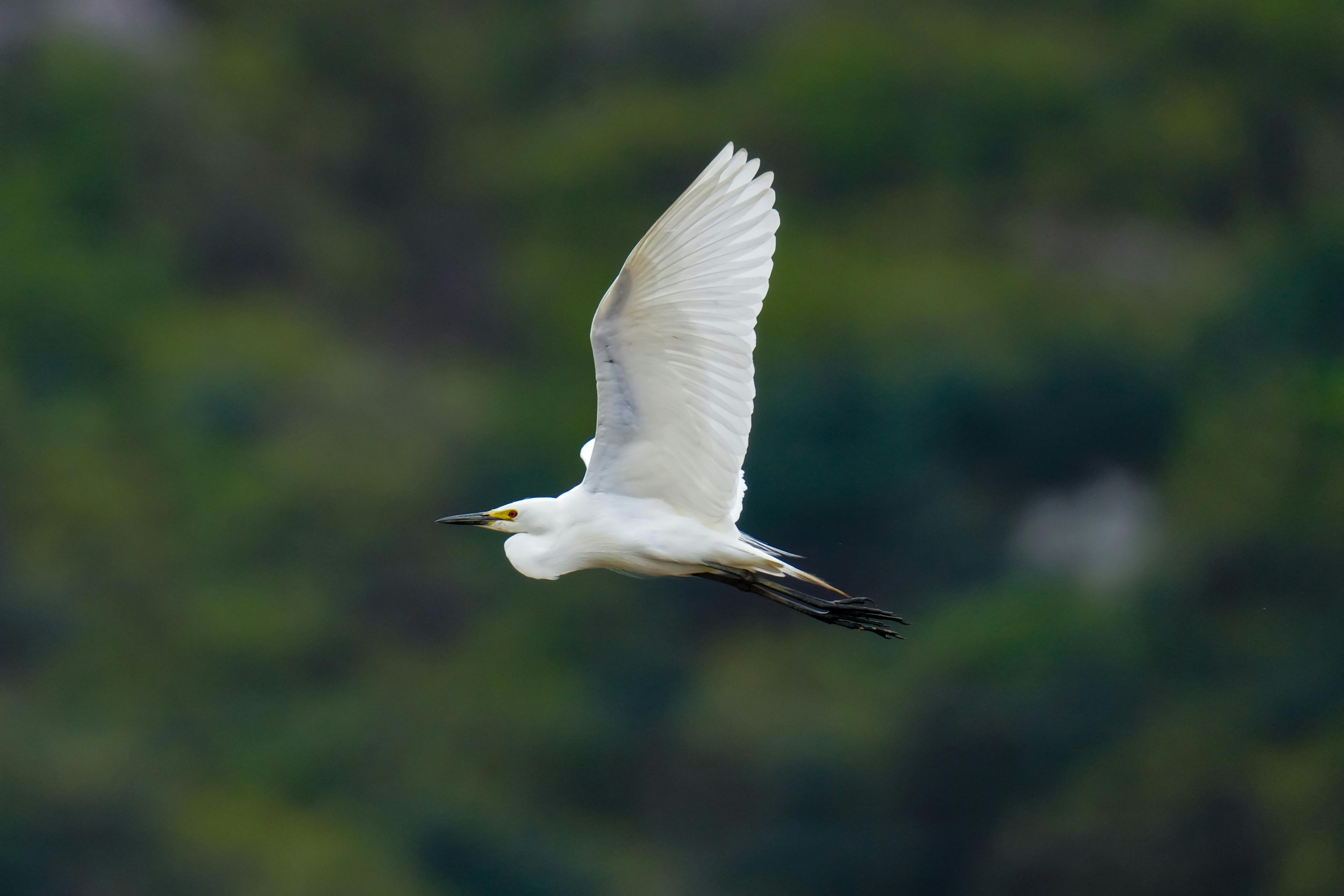 A Flying White Bird · Free Stock Photo