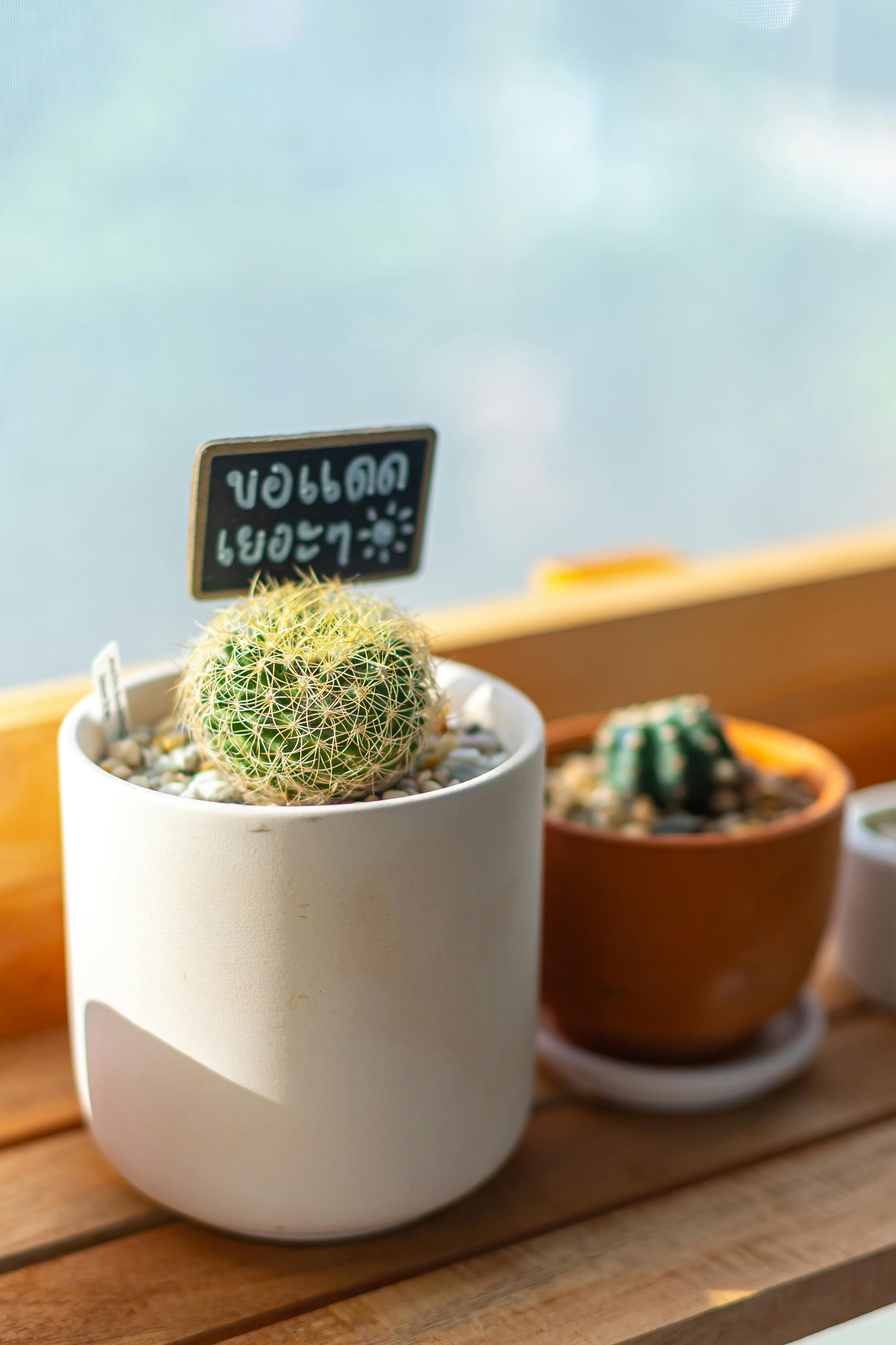 Labeled Cactus Plants on Pots · Free Stock Photo