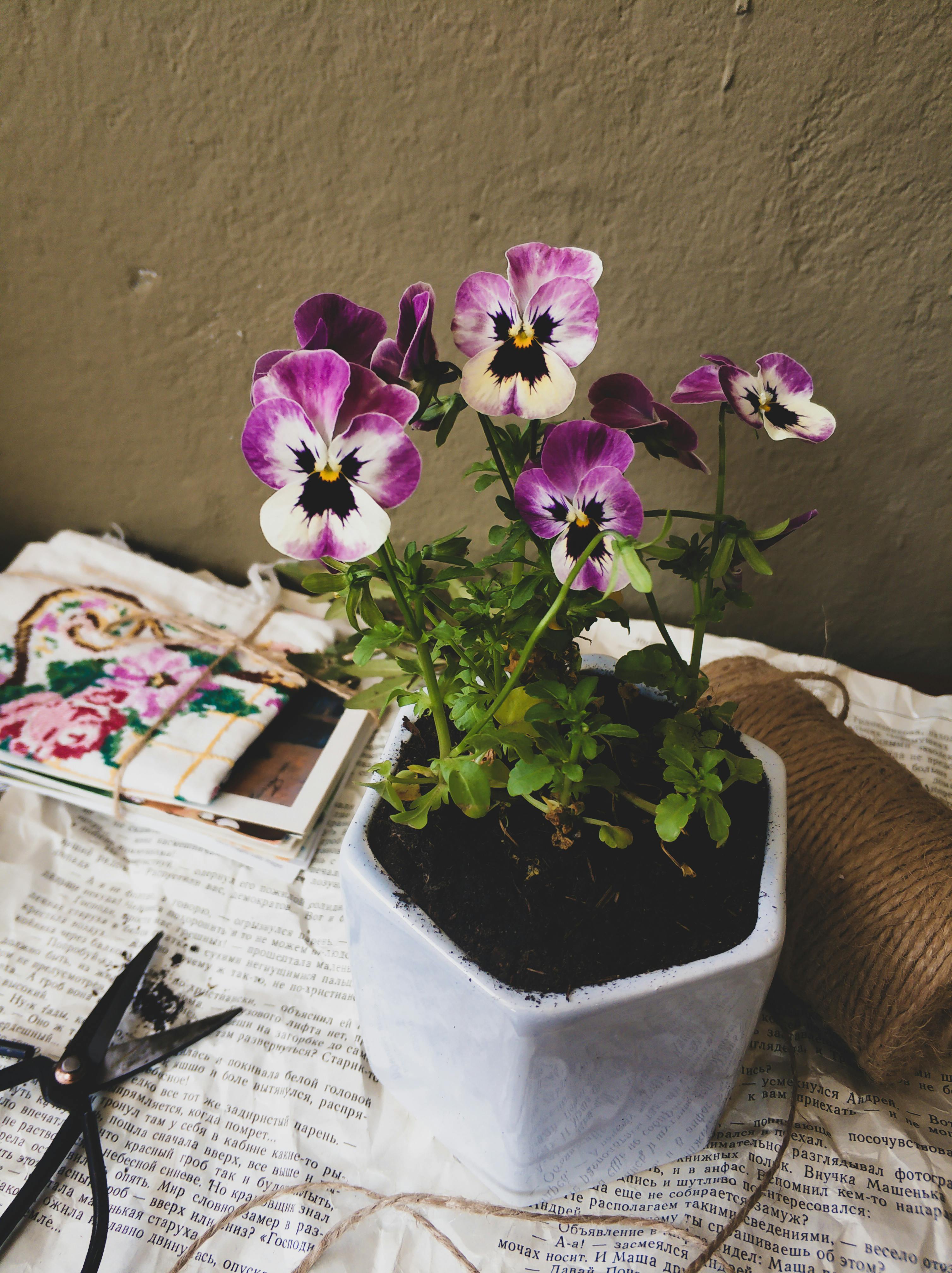 A Potted Pansy Plant · Free Stock Photo