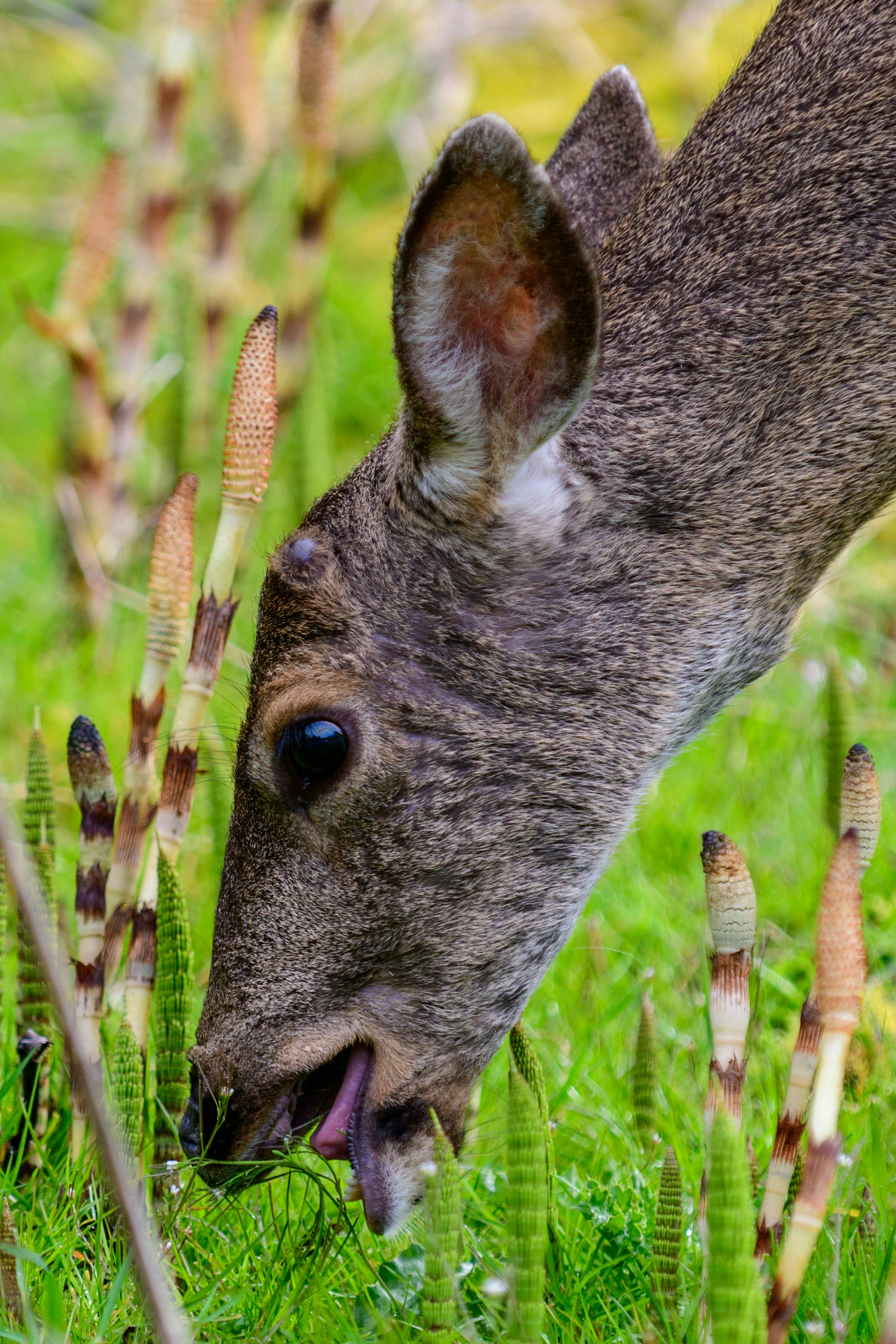 Deer in Grass Field during Day Time · Free Stock Photo