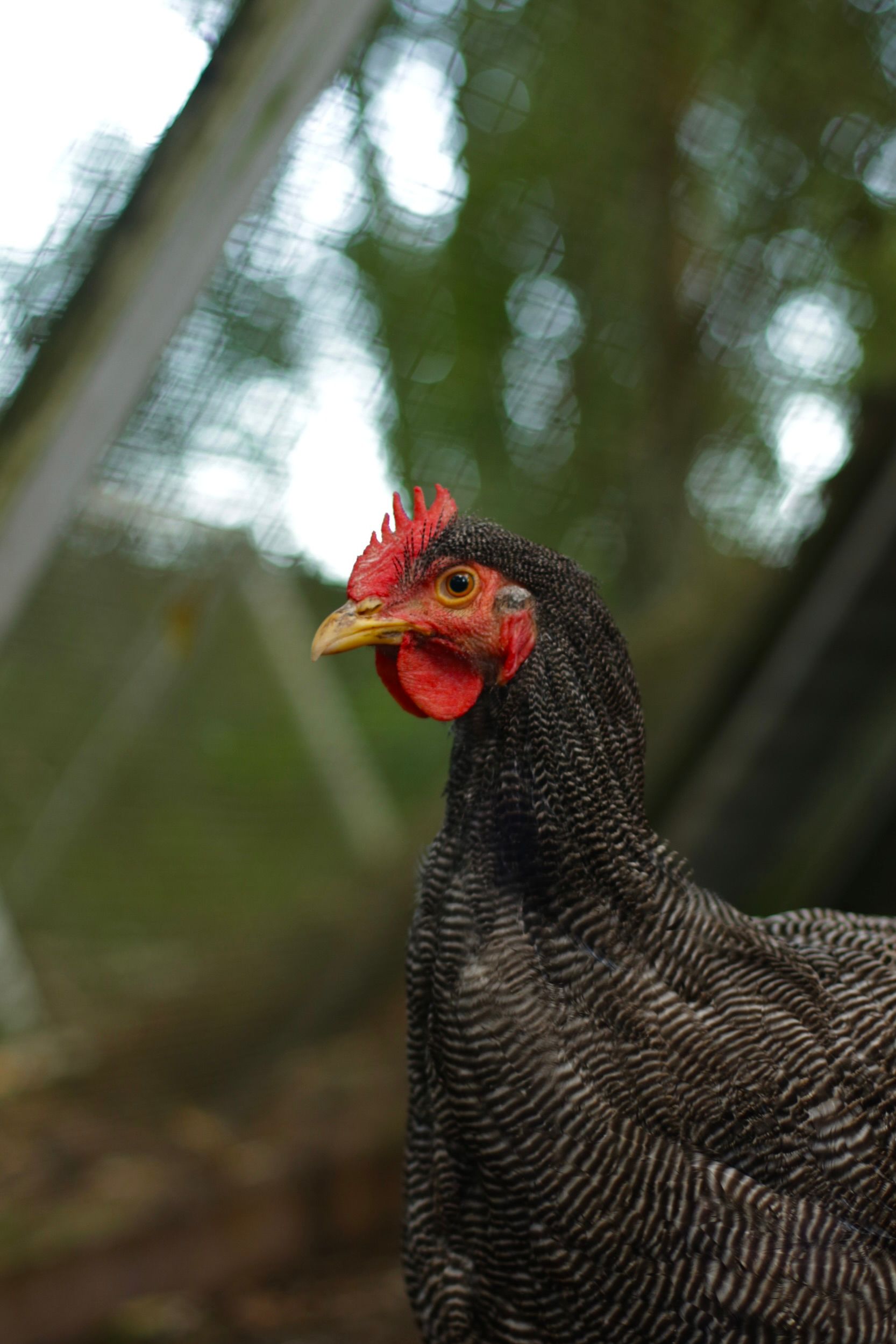 Photo of a White Chicken · Free Stock Photo