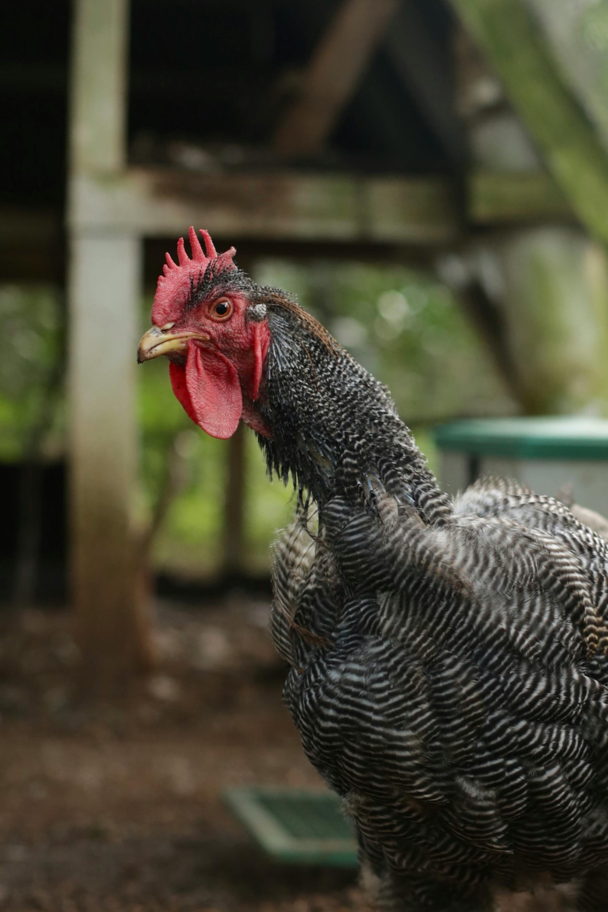 Close-Up Shot of a Fowl · Free Stock Photo