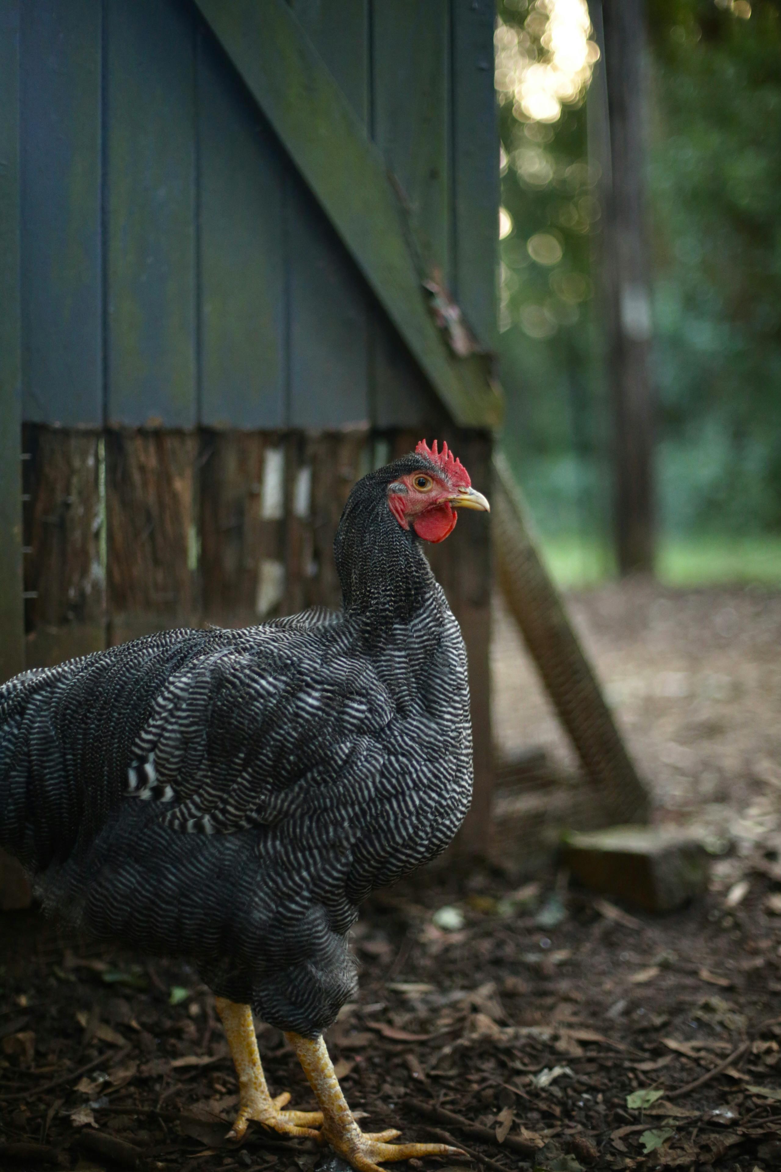 Close-Up Shot of Chickens · Free Stock Photo