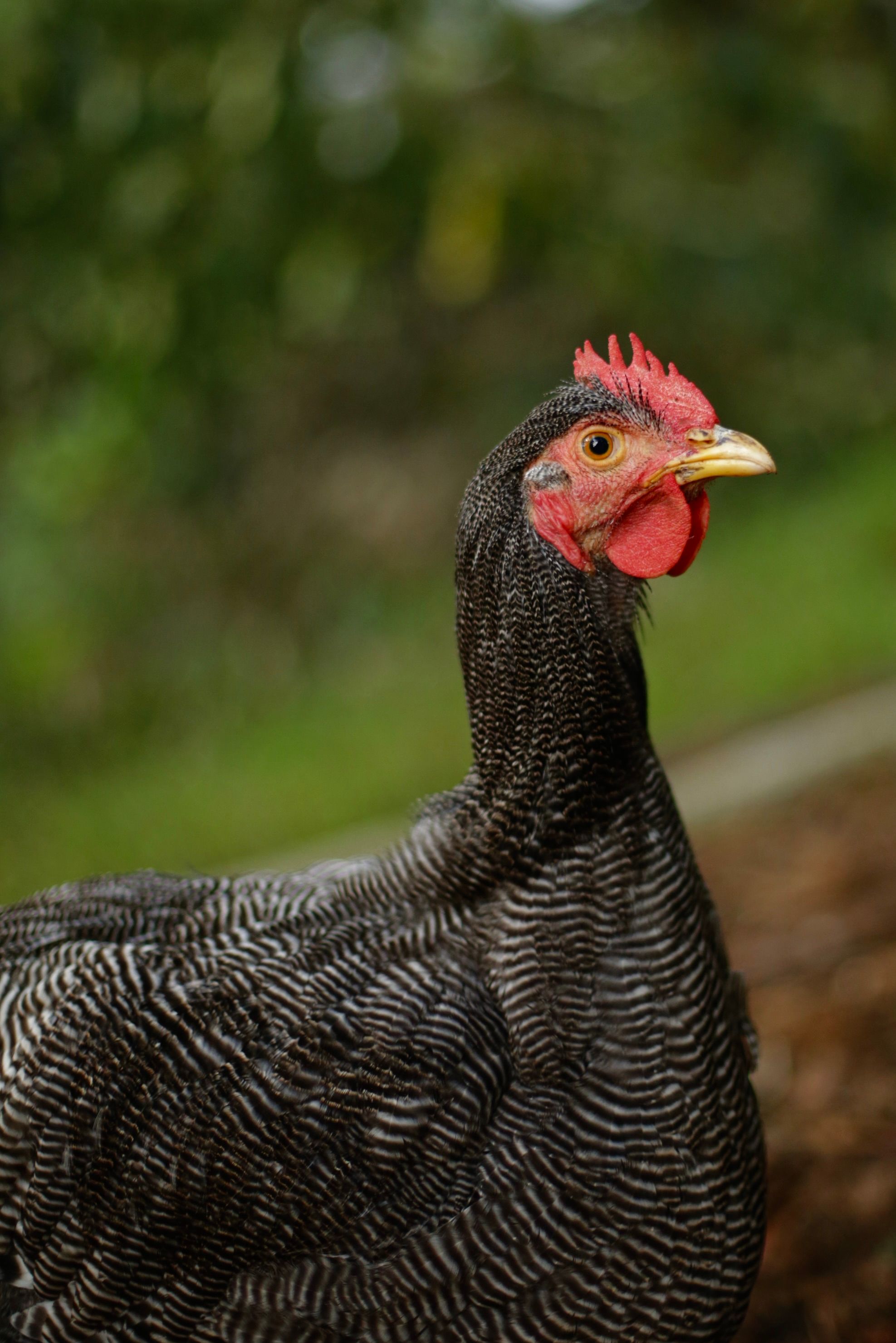 Chicken Ala King Photos, Download Free Chicken Ala King Stock Photos ...