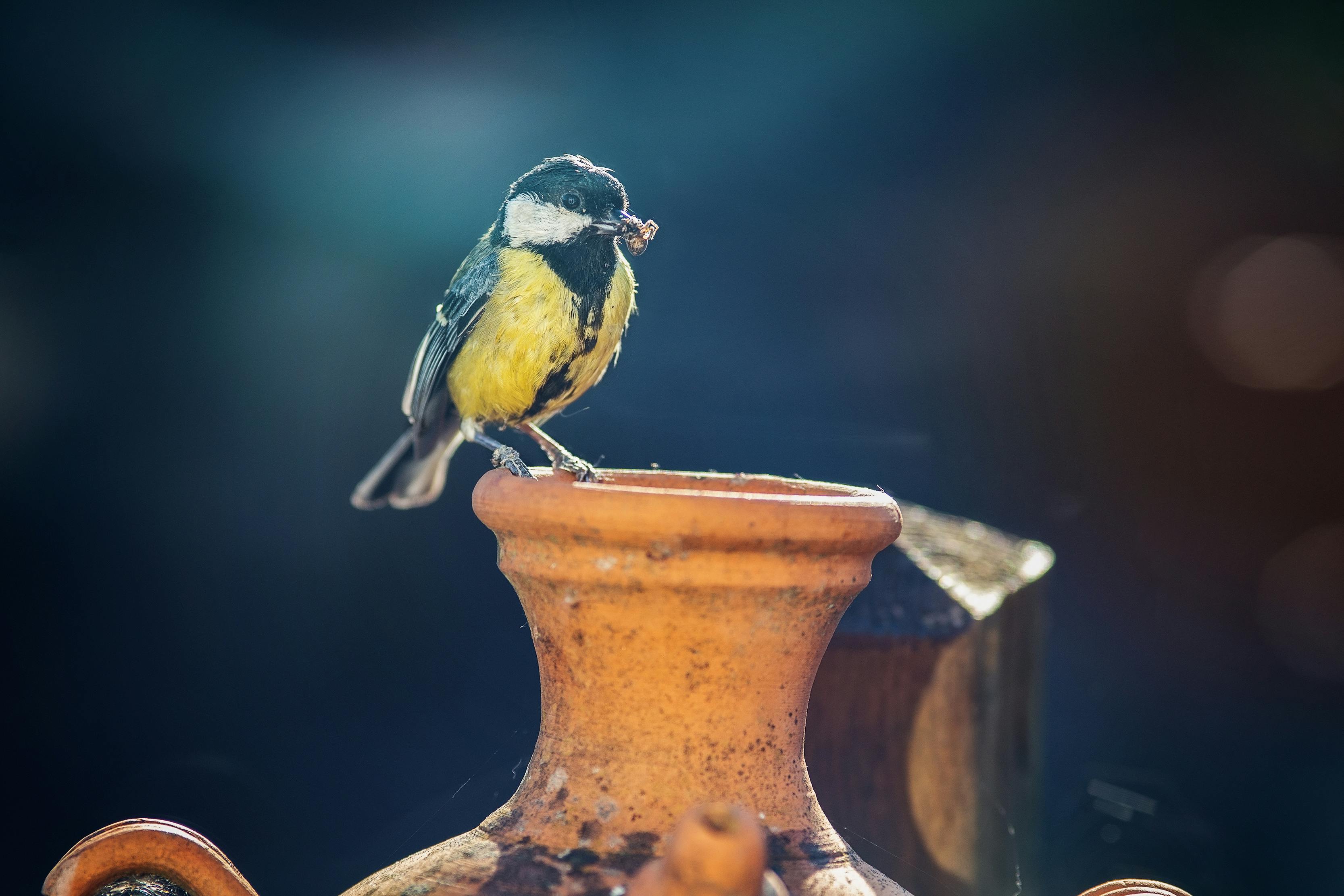 Wildlife 7 Photos & Videos Collected by Emma Benitez