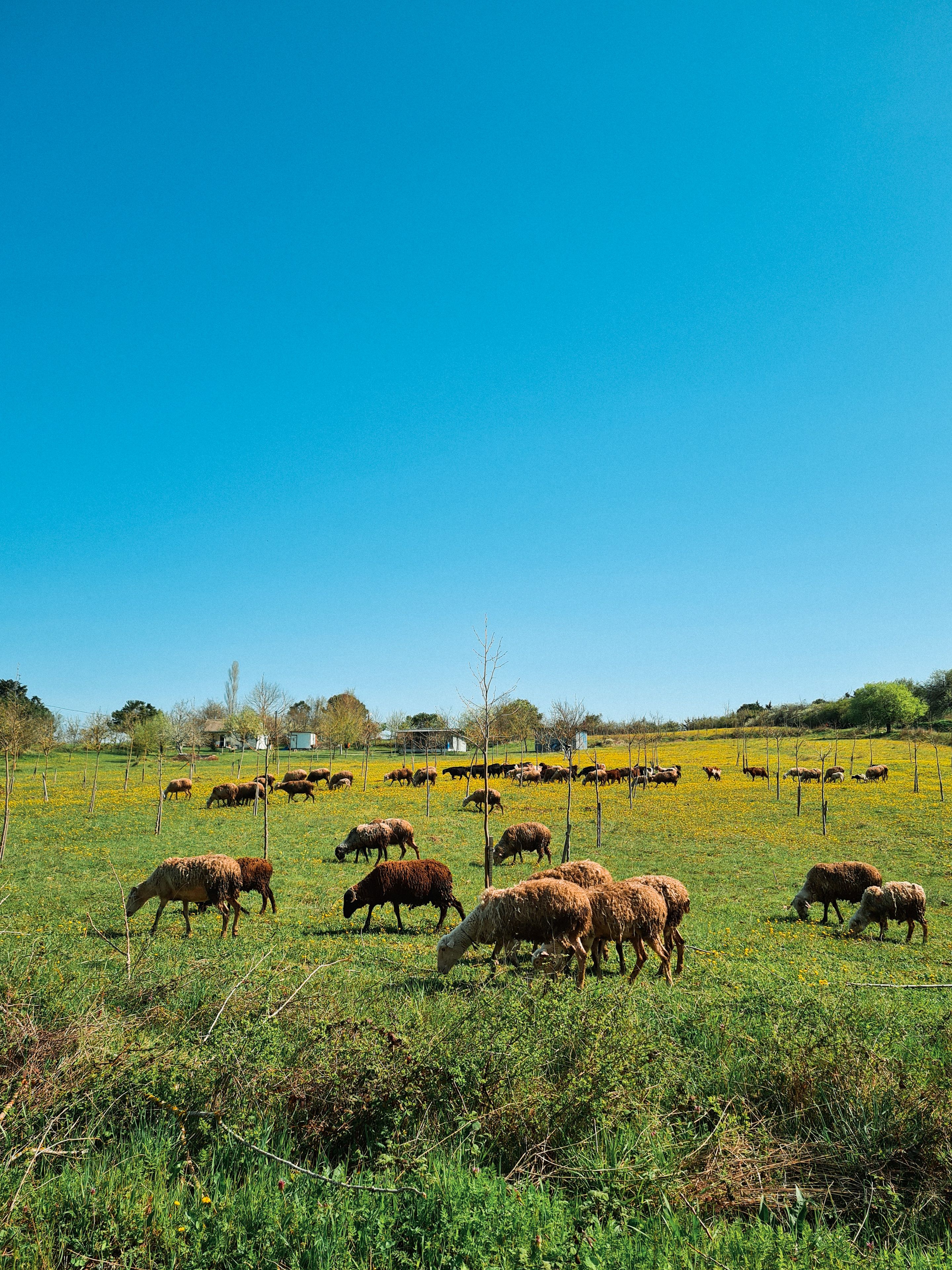 Herd of Sheep on Green Grass Field · Free Stock Photo