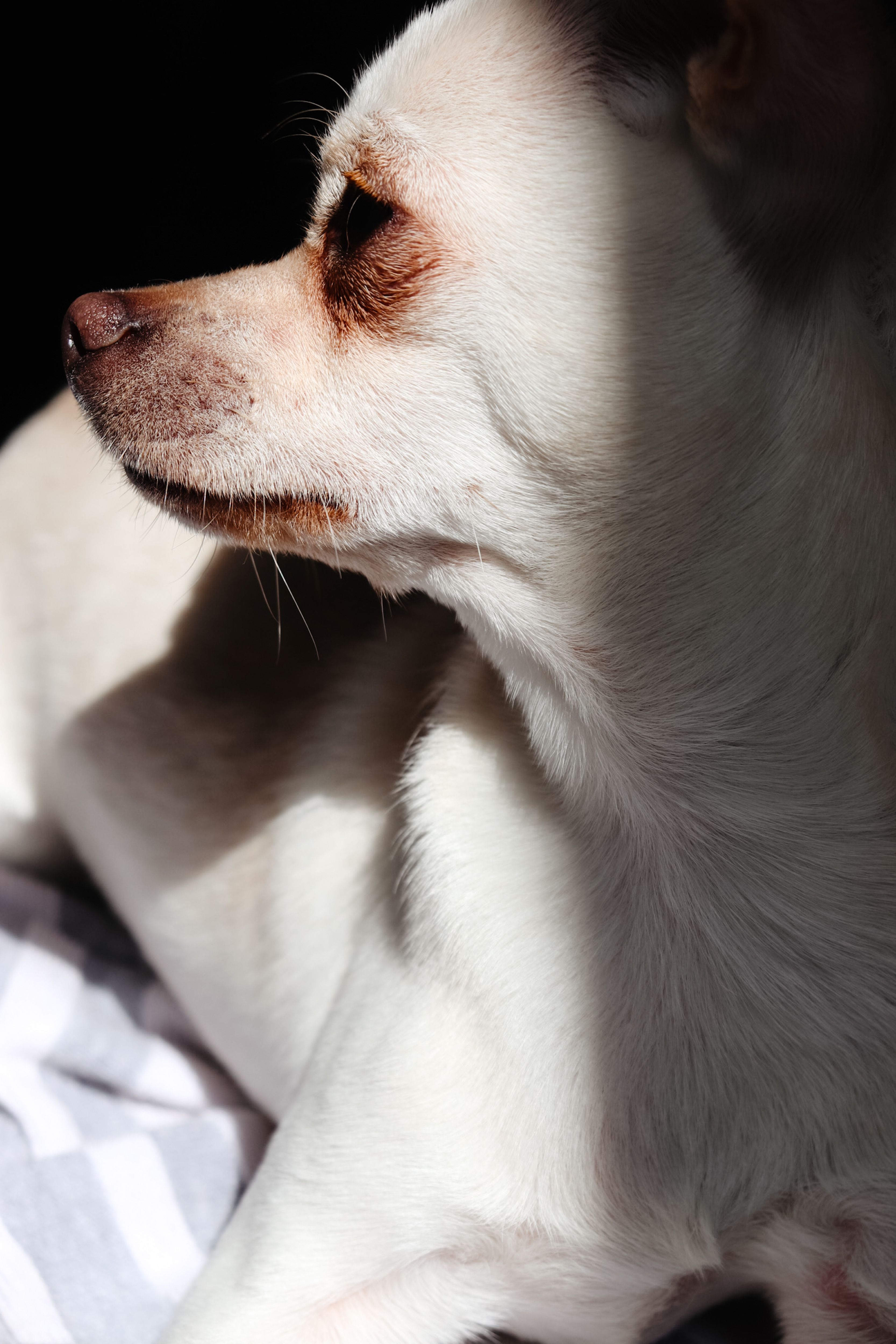 Close-Up Shot of a Chihuahua · Free Stock Photo