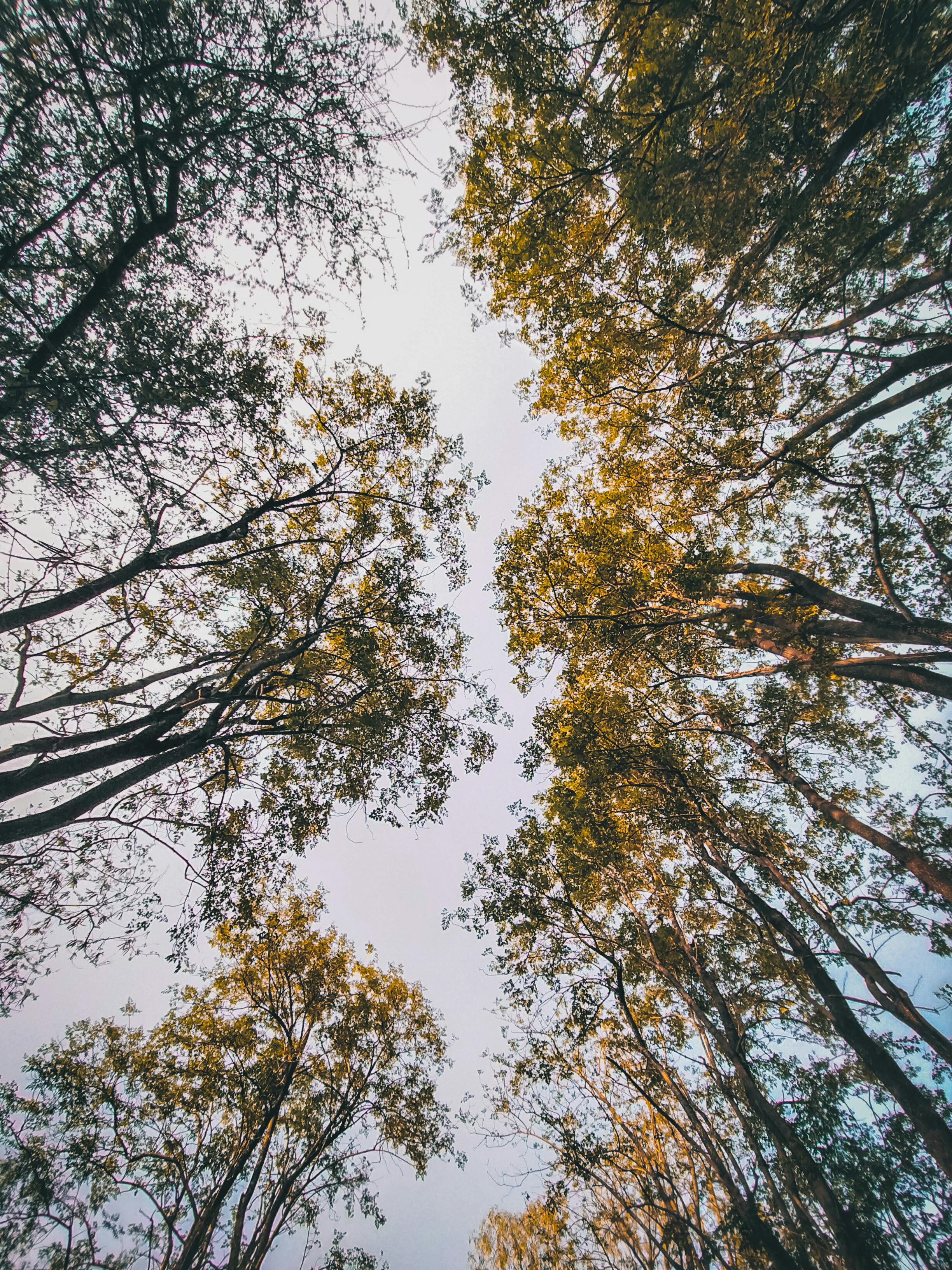 Low Angle Photography Of Trees · Free Stock Photo